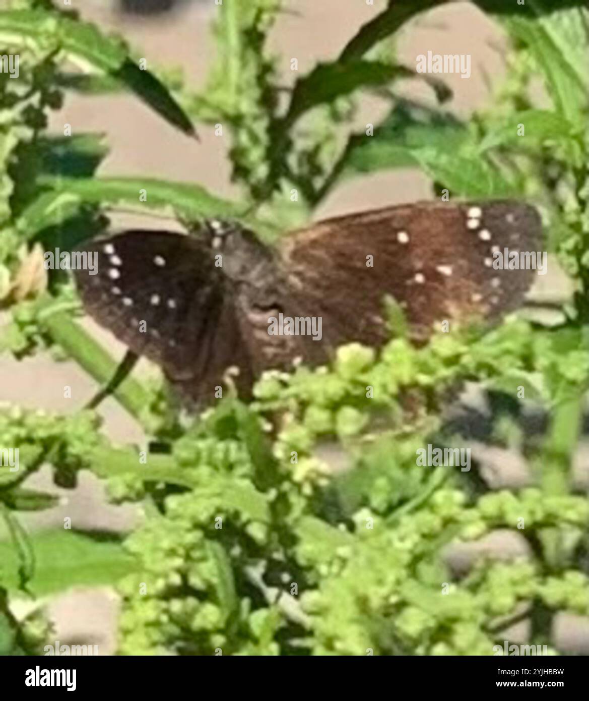 Common Sootywing (Pholisora catullus Stock Photo - Alamy