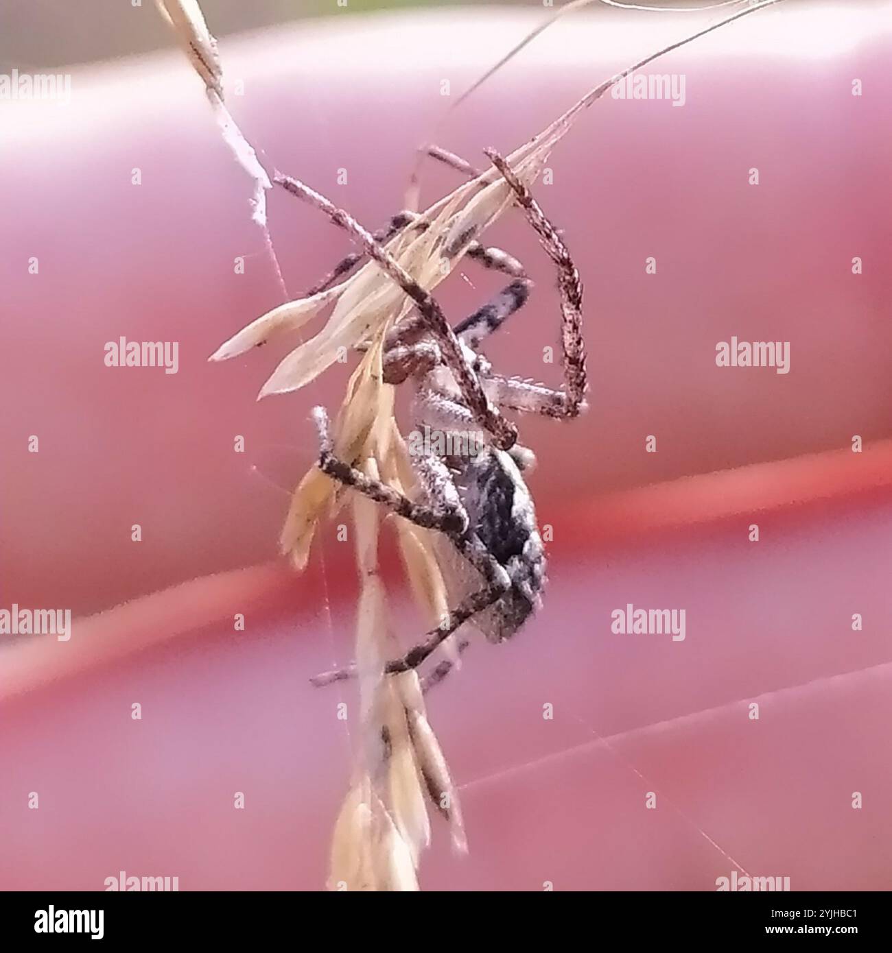 Running Crab Spiders (Philodromus Stock Photo - Alamy