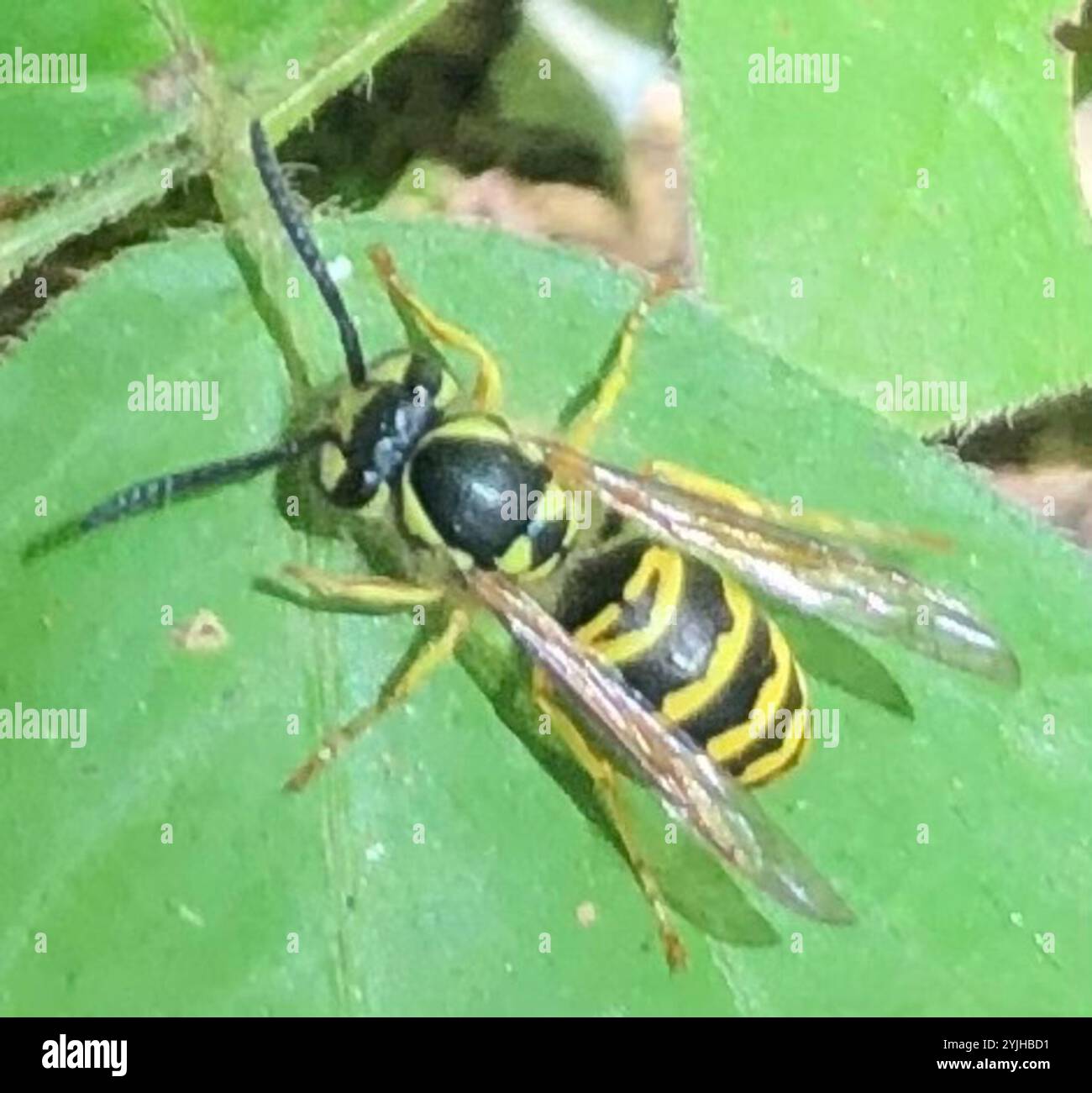 Eastern Yellowjacket (Vespula maculifrons Stock Photo - Alamy