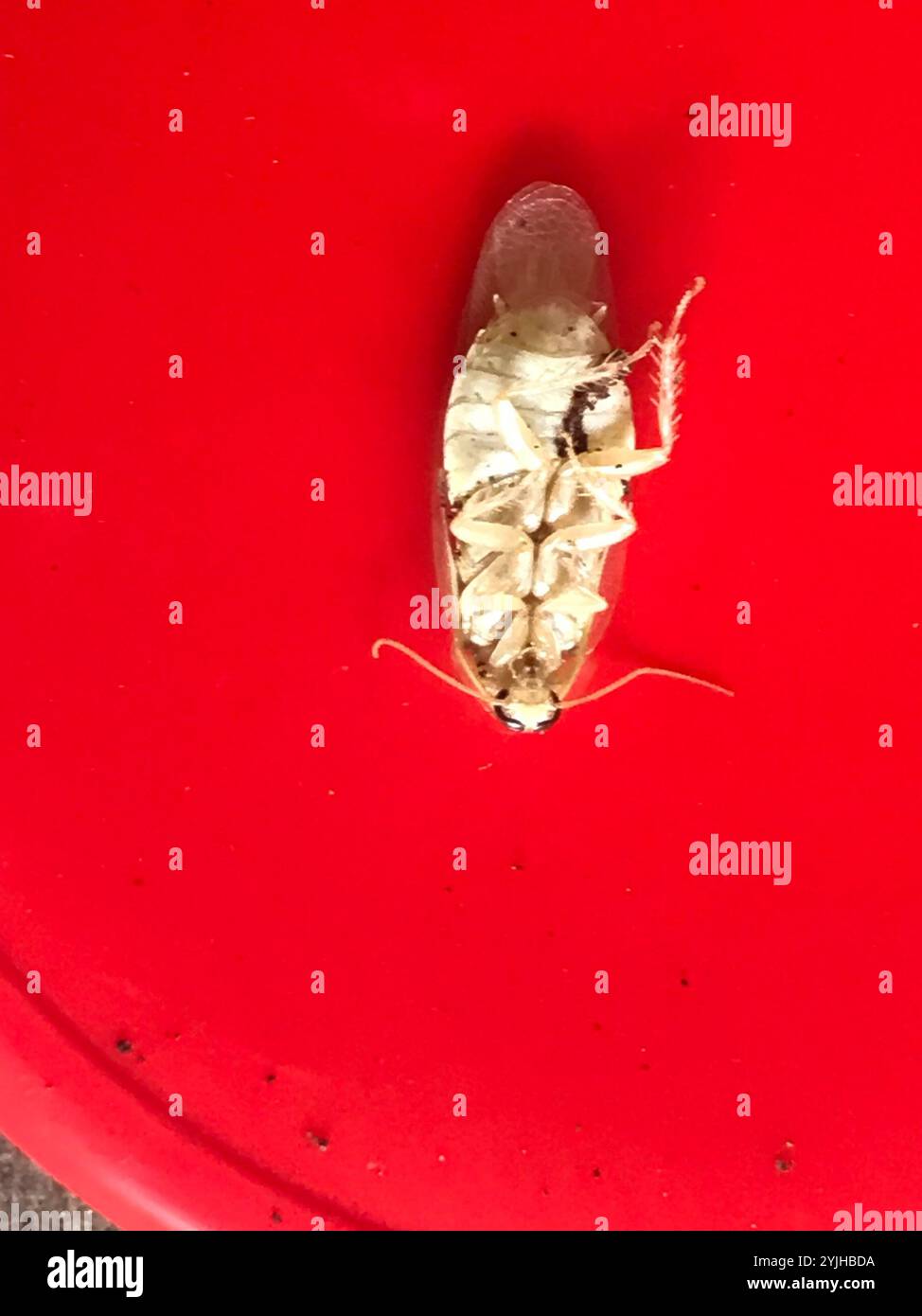 Banana Cockroach (Panchlora nivea Stock Photo - Alamy