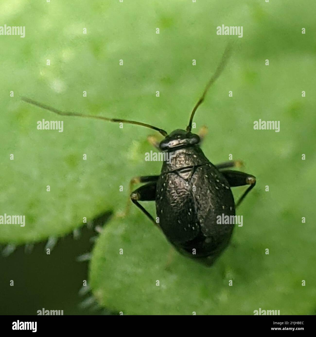Garden Fleahopper (Microtechnites bractatus Stock Photo - Alamy
