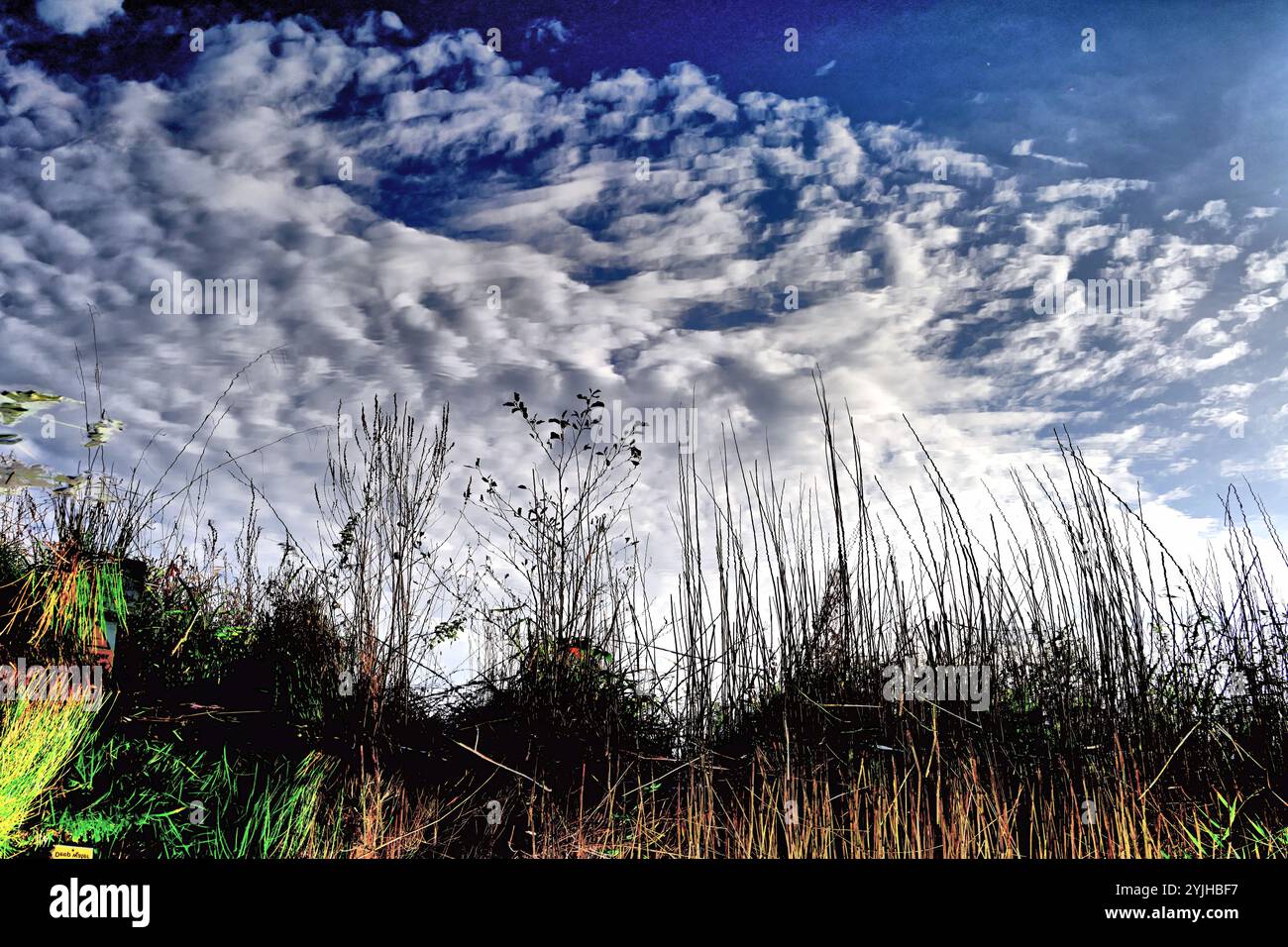 Wild grasses growing by a pond with cumulus filled blue sky and ...