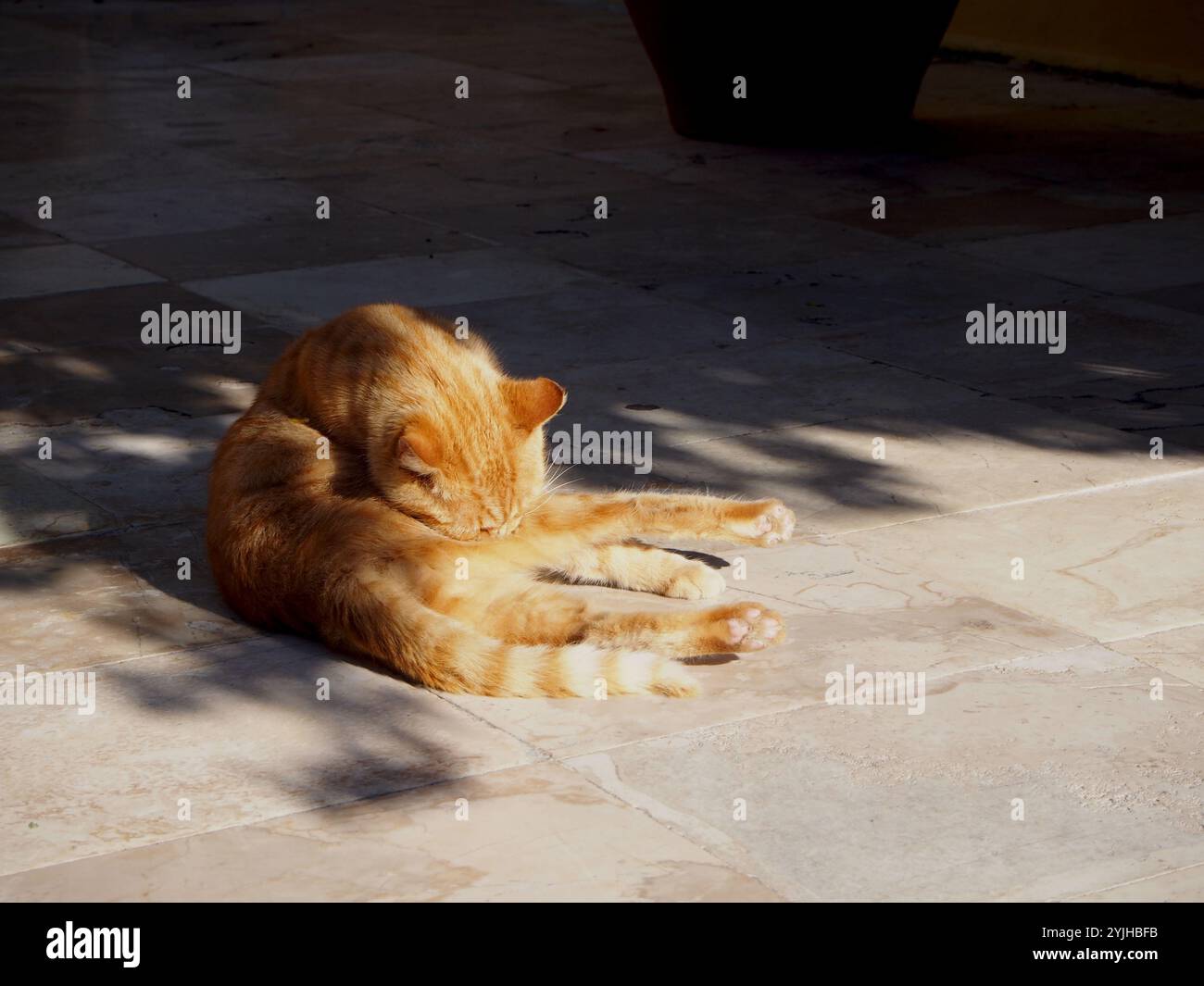 Orange tabby cat cleaning itself in the sun on a tiled floor in Corfu ...