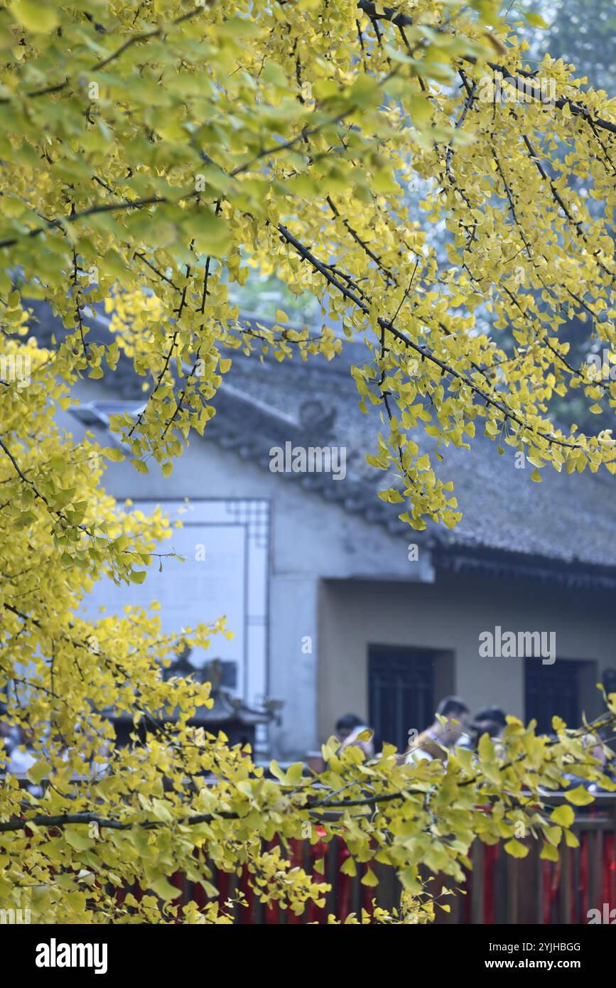 Aerial photo shows an ancient ginkgo tree at a temple in Xi'an City ...
