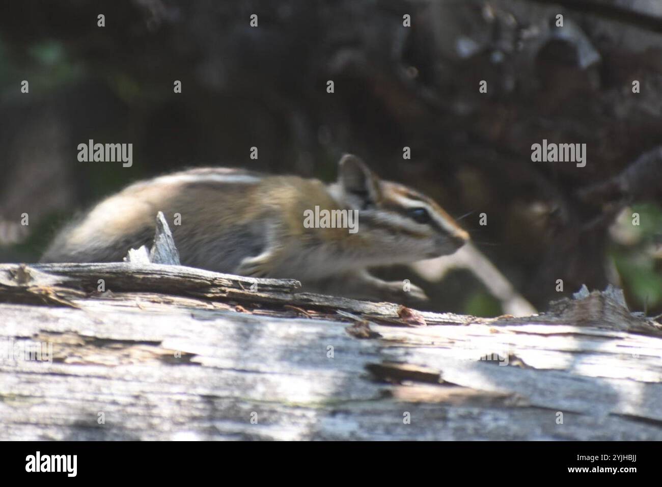 Least Chipmunk (Neotamias minimus Stock Photo - Alamy