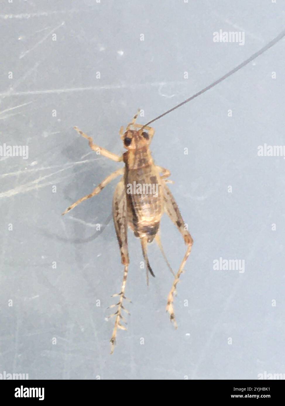 Brown Sword-tail Crickets (Anaxipha Stock Photo - Alamy