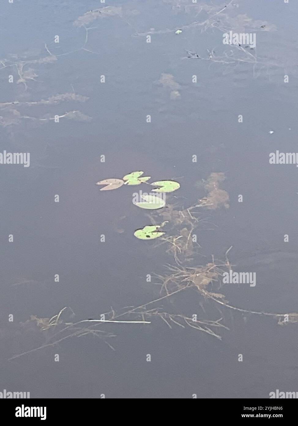 Dwarf Water-lily (Nymphaea leibergii Stock Photo - Alamy