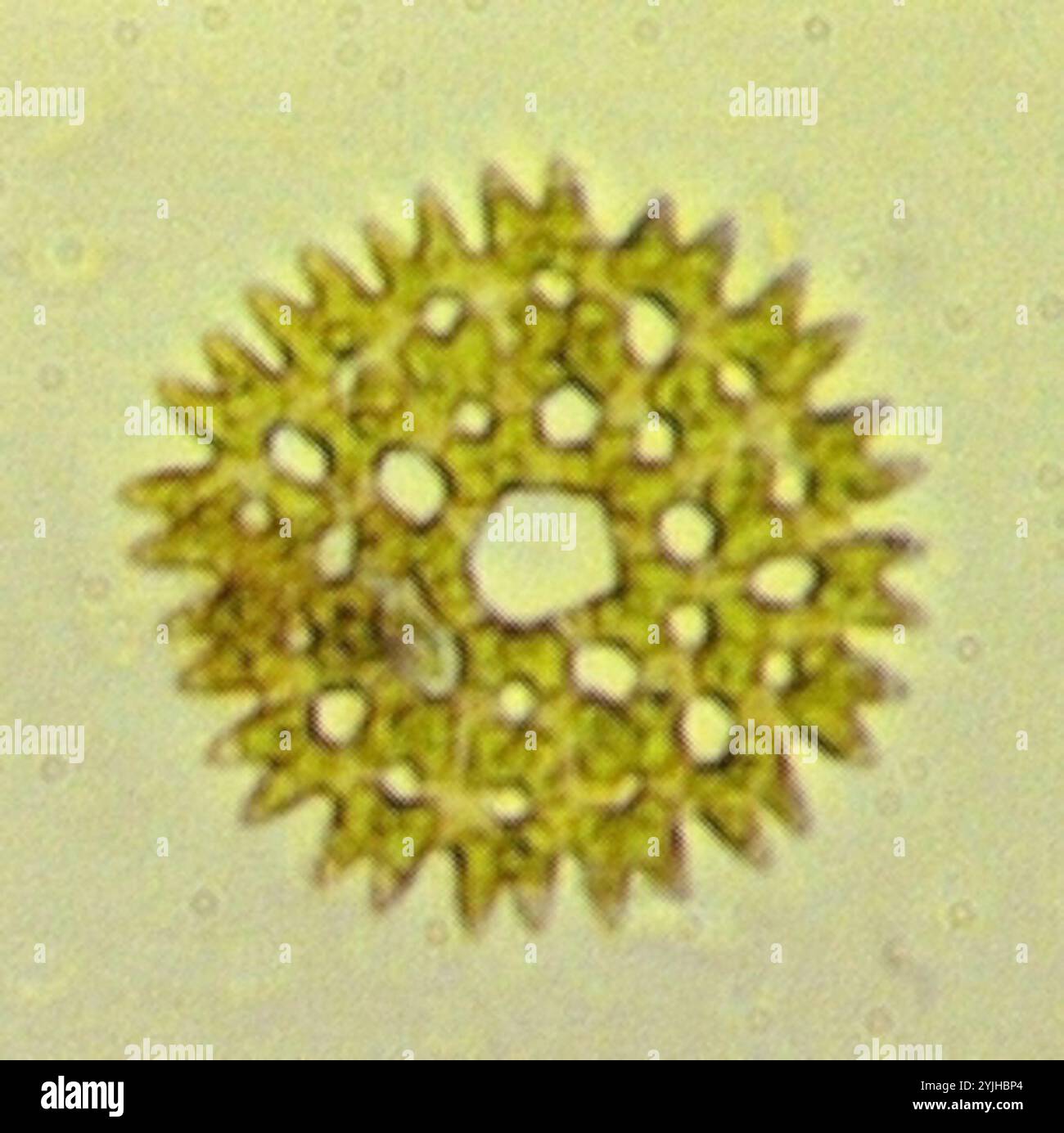 Pediastrum hi-res stock photography and images - Alamy