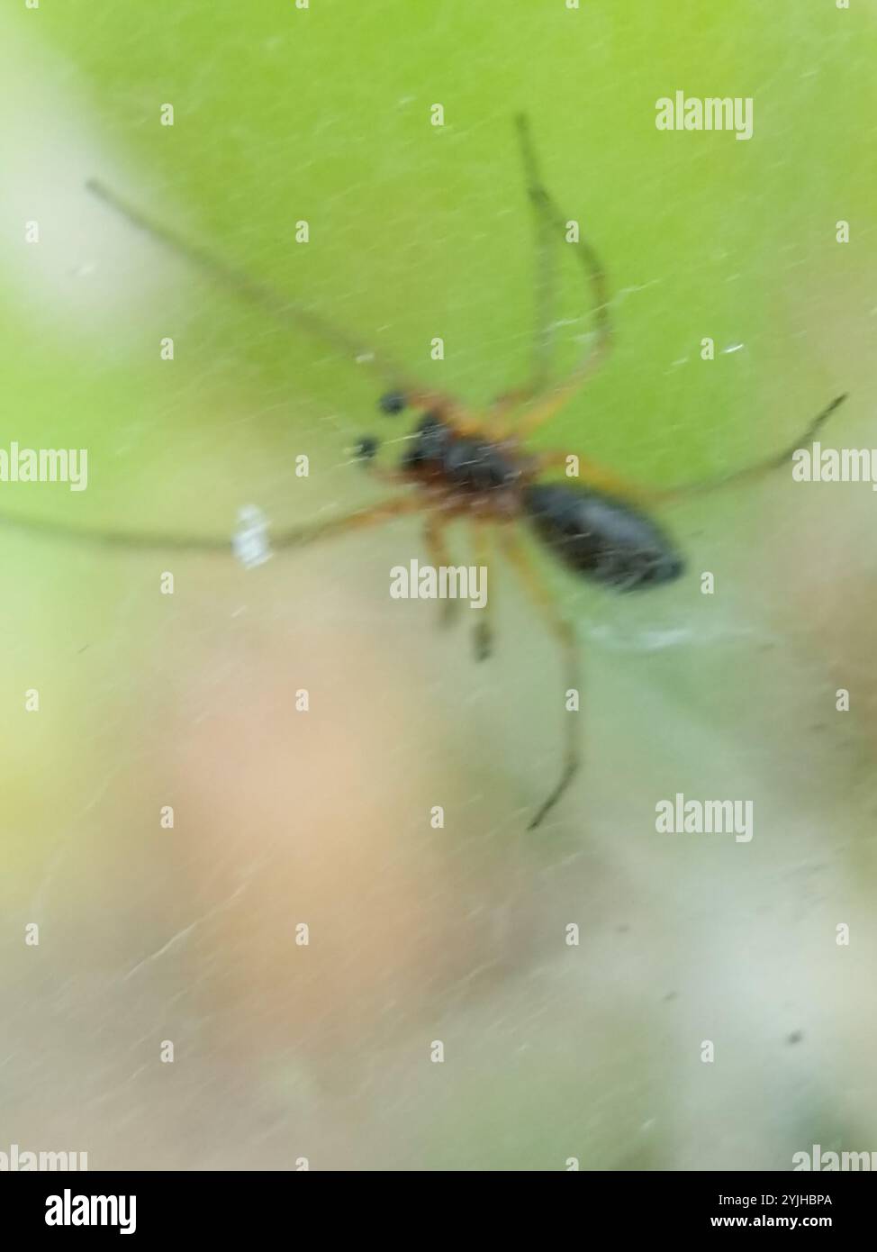 Bowl-and-doily Spider (Frontinella pyramitela Stock Photo - Alamy