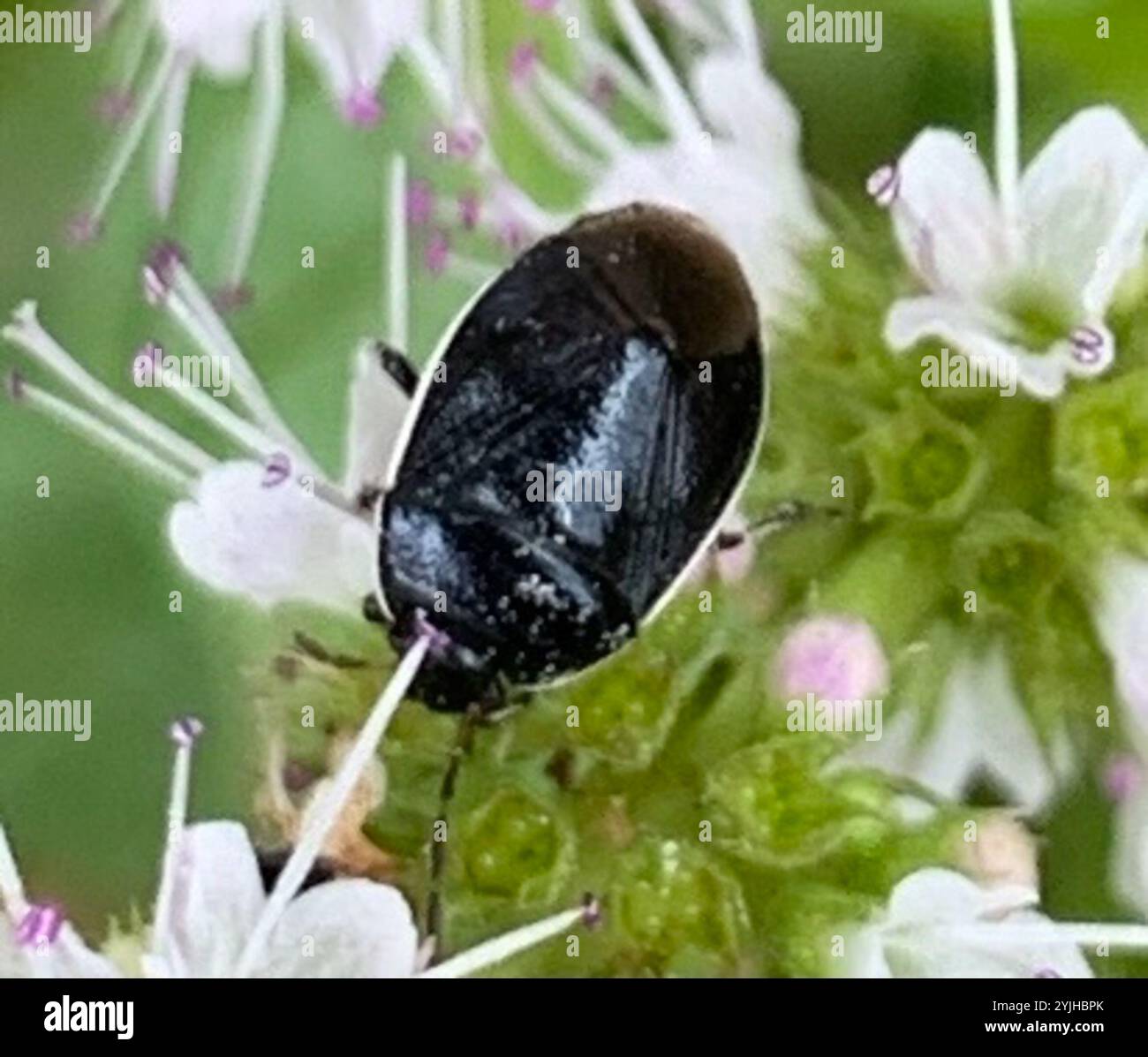 White-margined Burrower Bug (Sehirus cinctus Stock Photo - Alamy