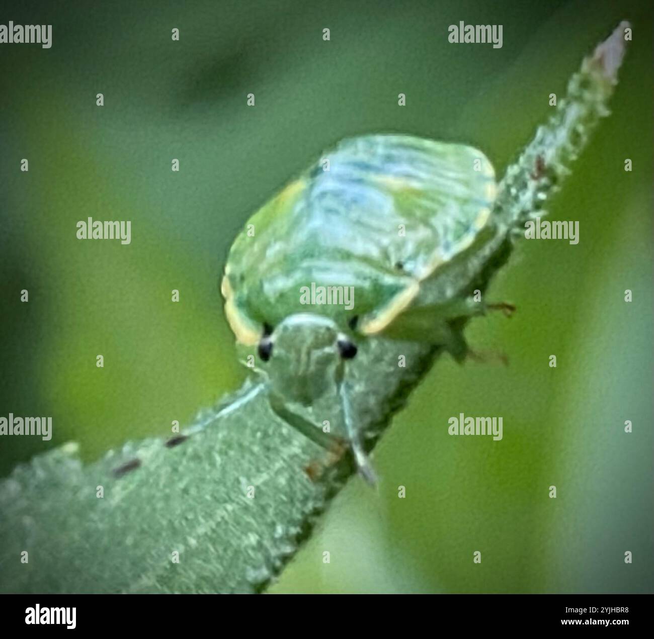 Green Stink Bug (Chinavia hilaris Stock Photo - Alamy