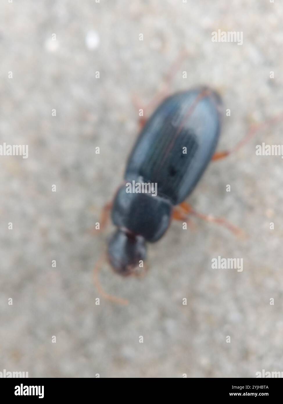 Harpalus hi-res stock photography and images - Alamy