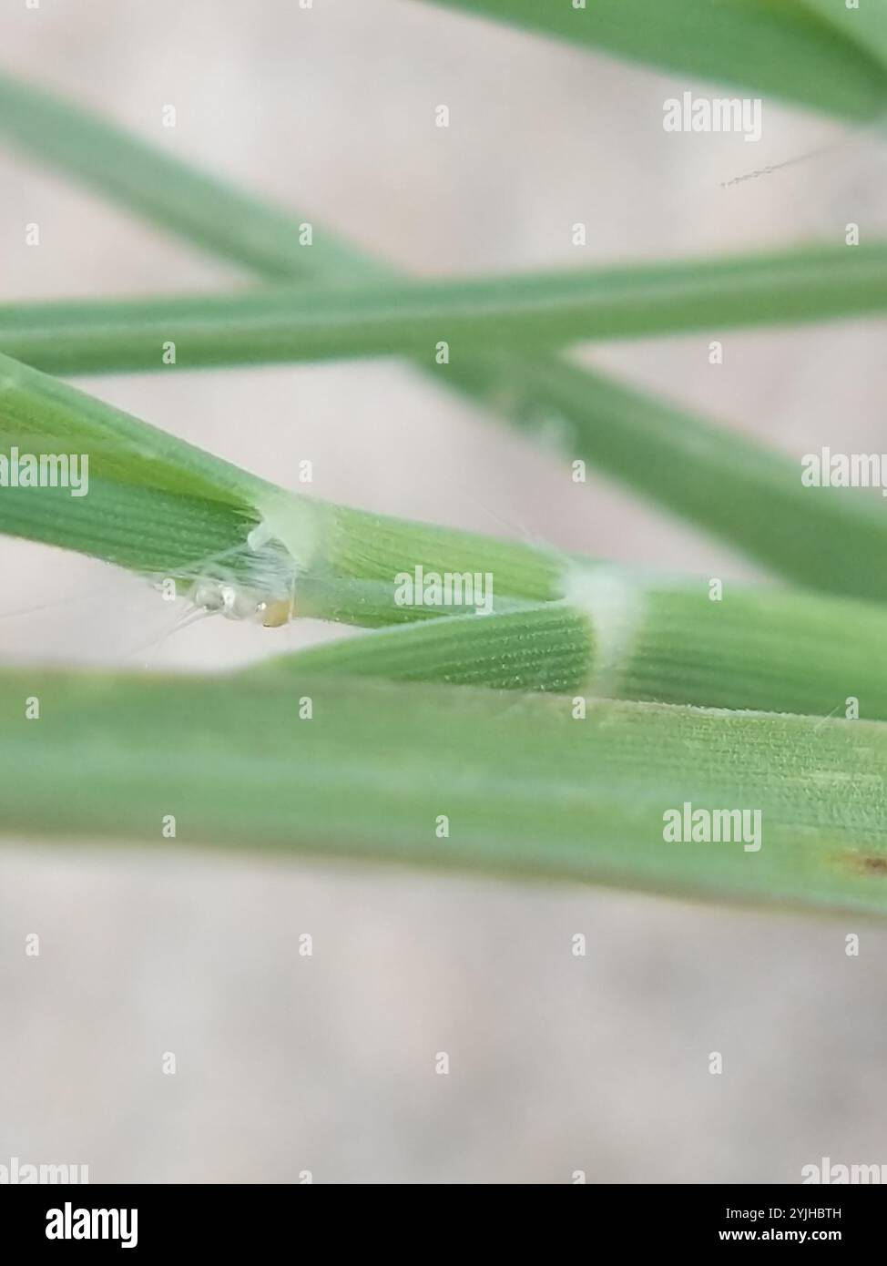 bristlegrasses, rosette grasses, barnyard grasses, and allies (Paniceae ...