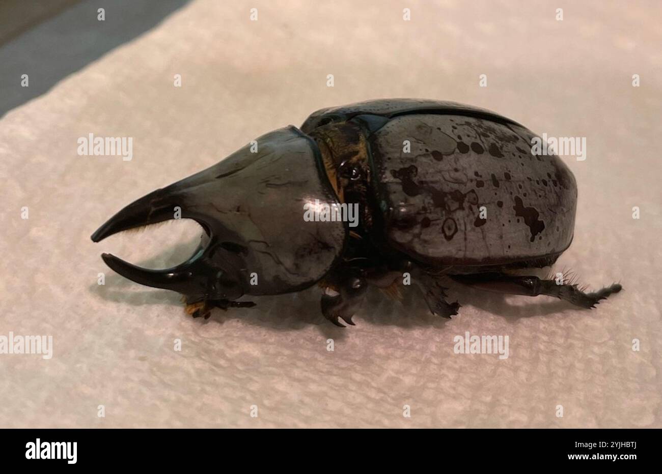 Eastern Hercules Beetle (Dynastes tityus Stock Photo - Alamy