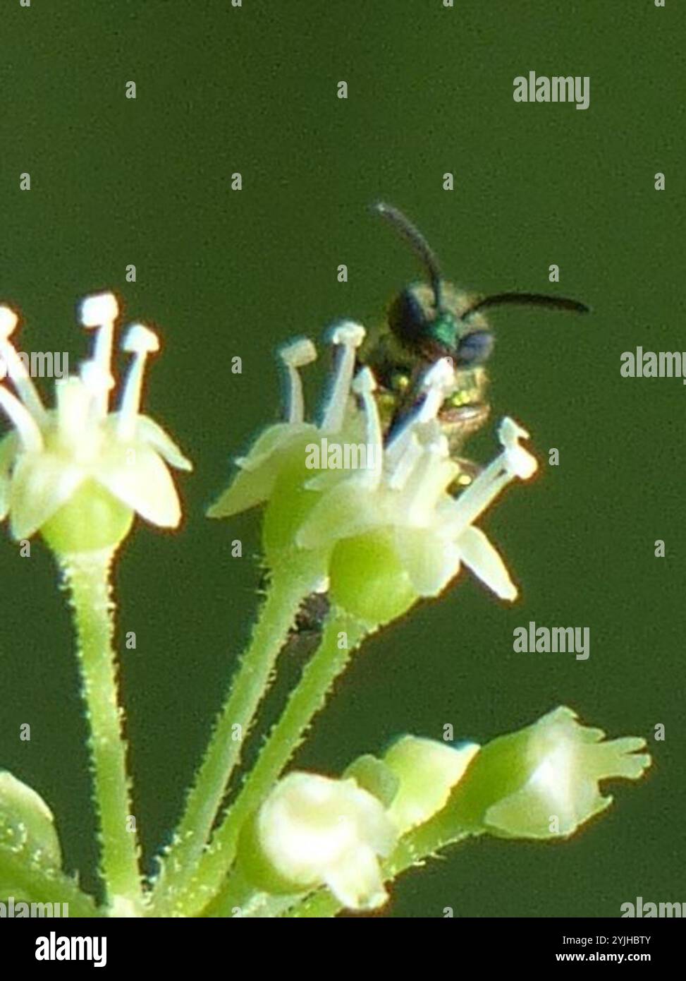 Augochlorine Sweat Bees (Augochlorini Stock Photo - Alamy