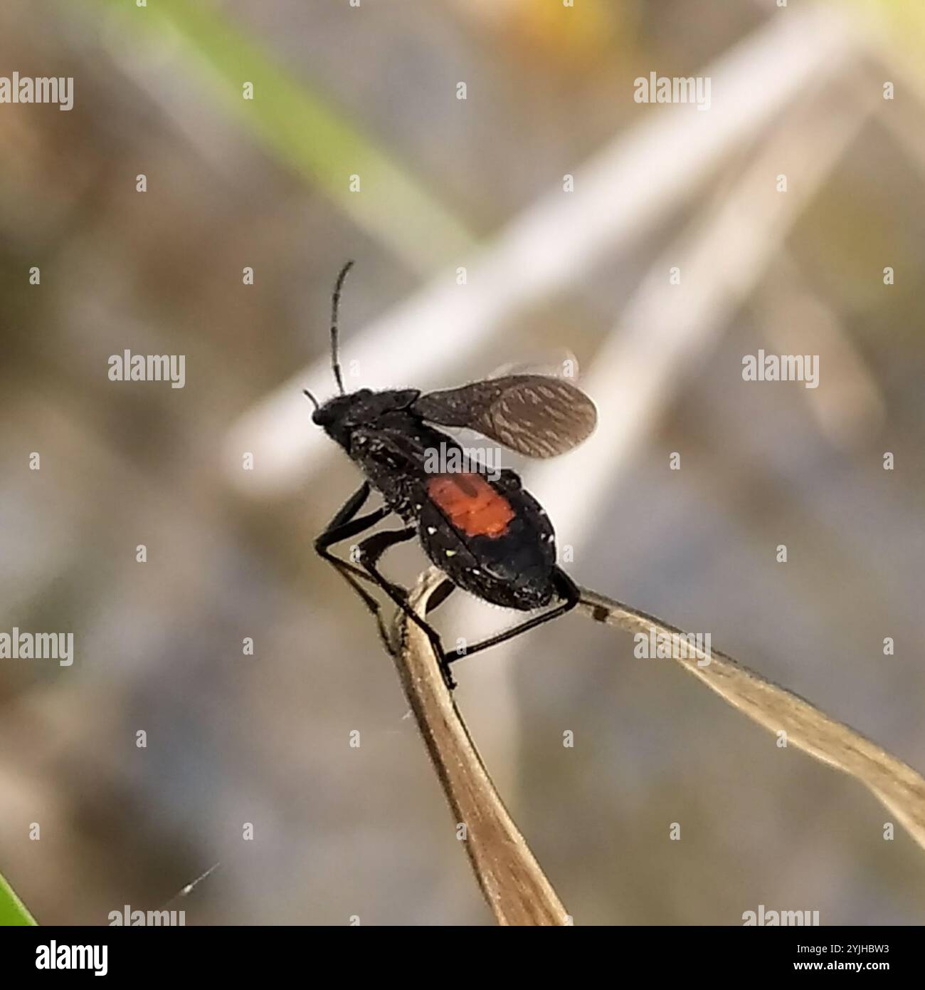 ant bug (Alydus calcaratus Stock Photo - Alamy