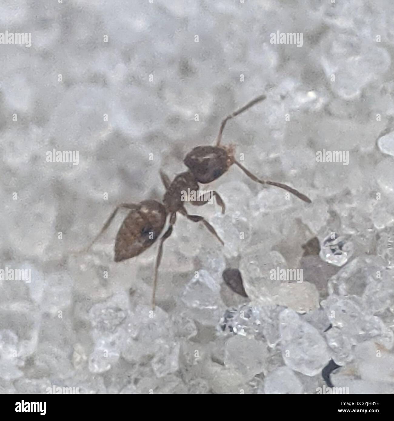 Dark rover ant hi-res stock photography and images - Alamy