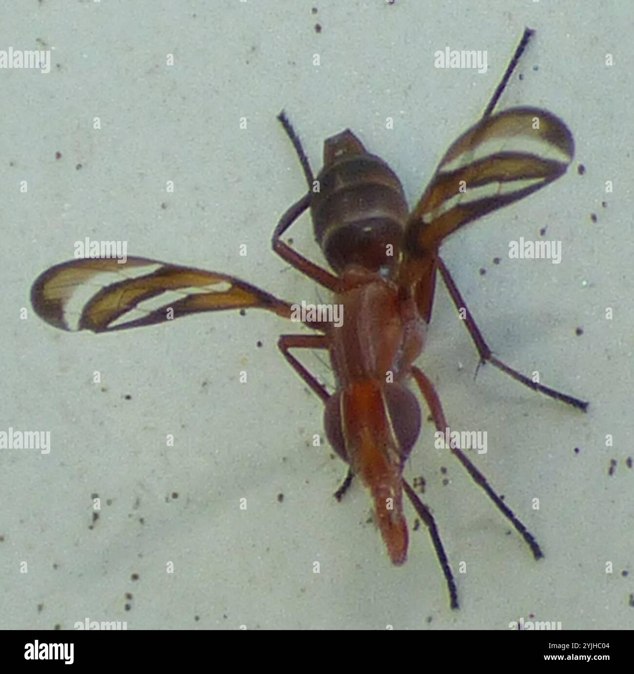 Tritoxa incurva hi-res stock photography and images - Alamy