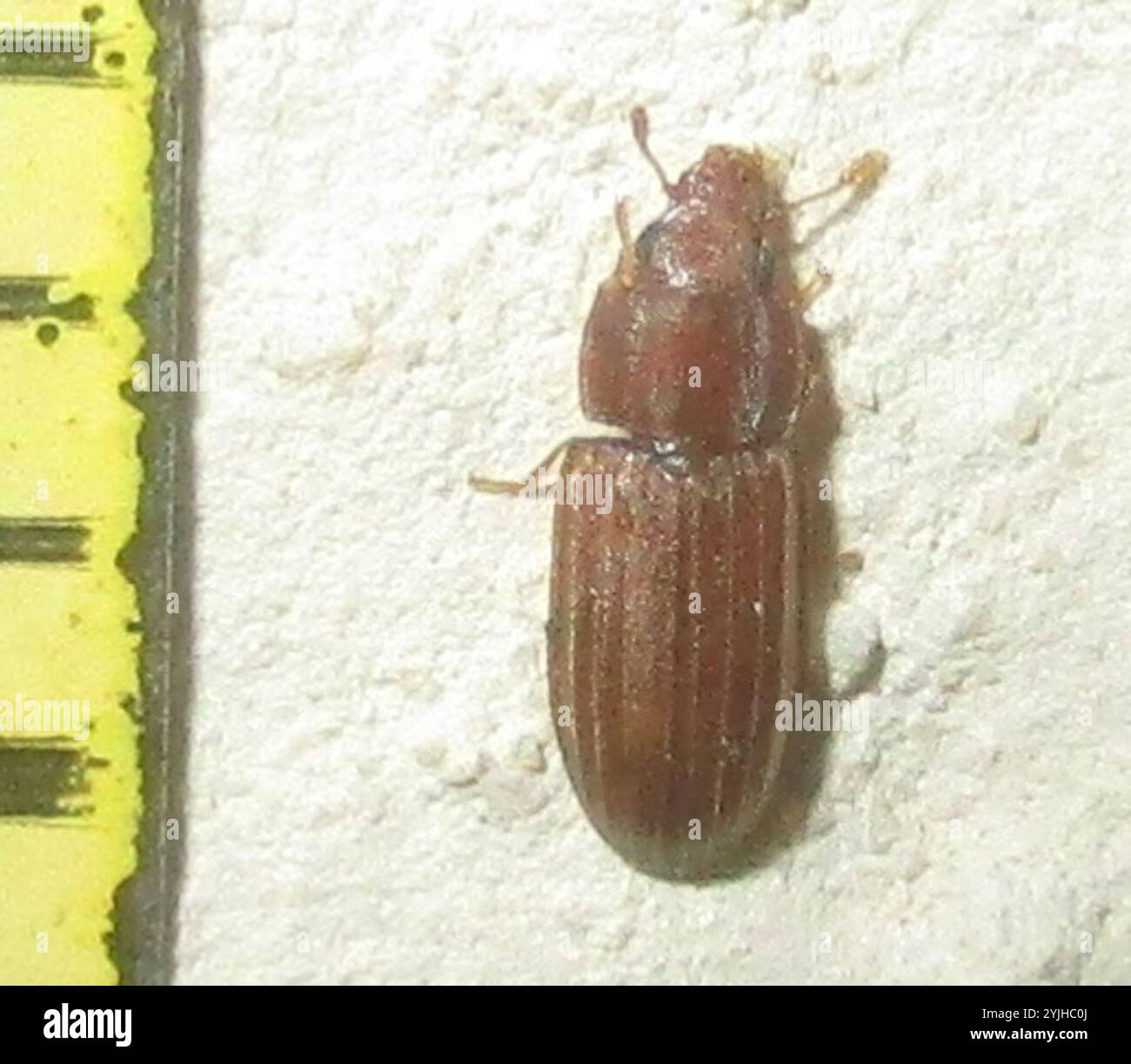 Lined Flat Bark Beetles (Laemophloeidae Stock Photo - Alamy