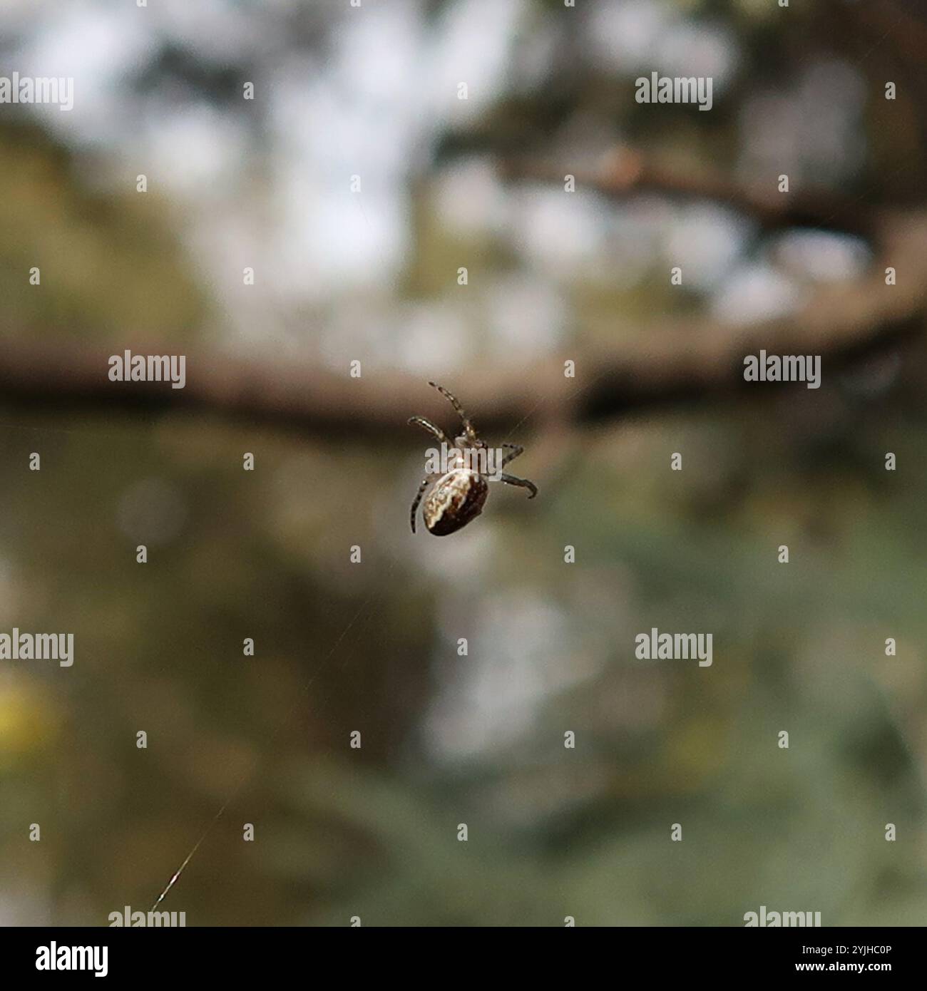 Enamelled spider hi-res stock photography and images - Alamy