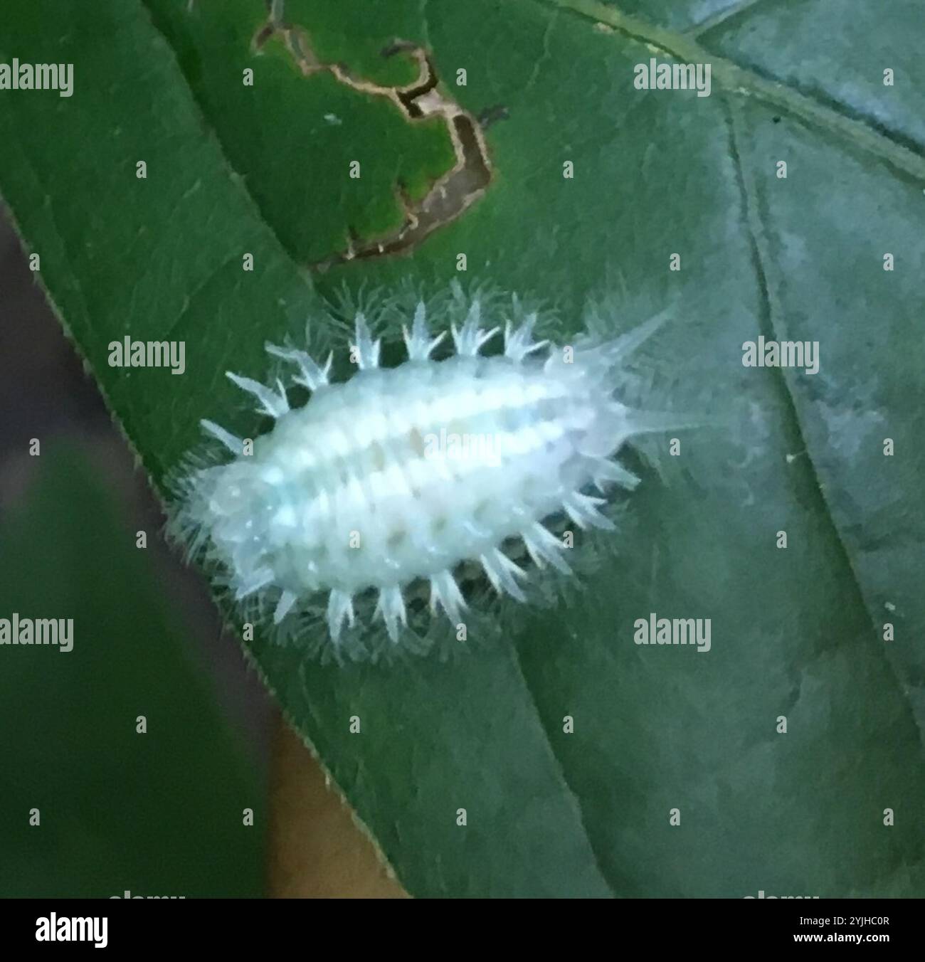Spun Glass Slug Moth (Isochaetes beutenmuelleri Stock Photo - Alamy