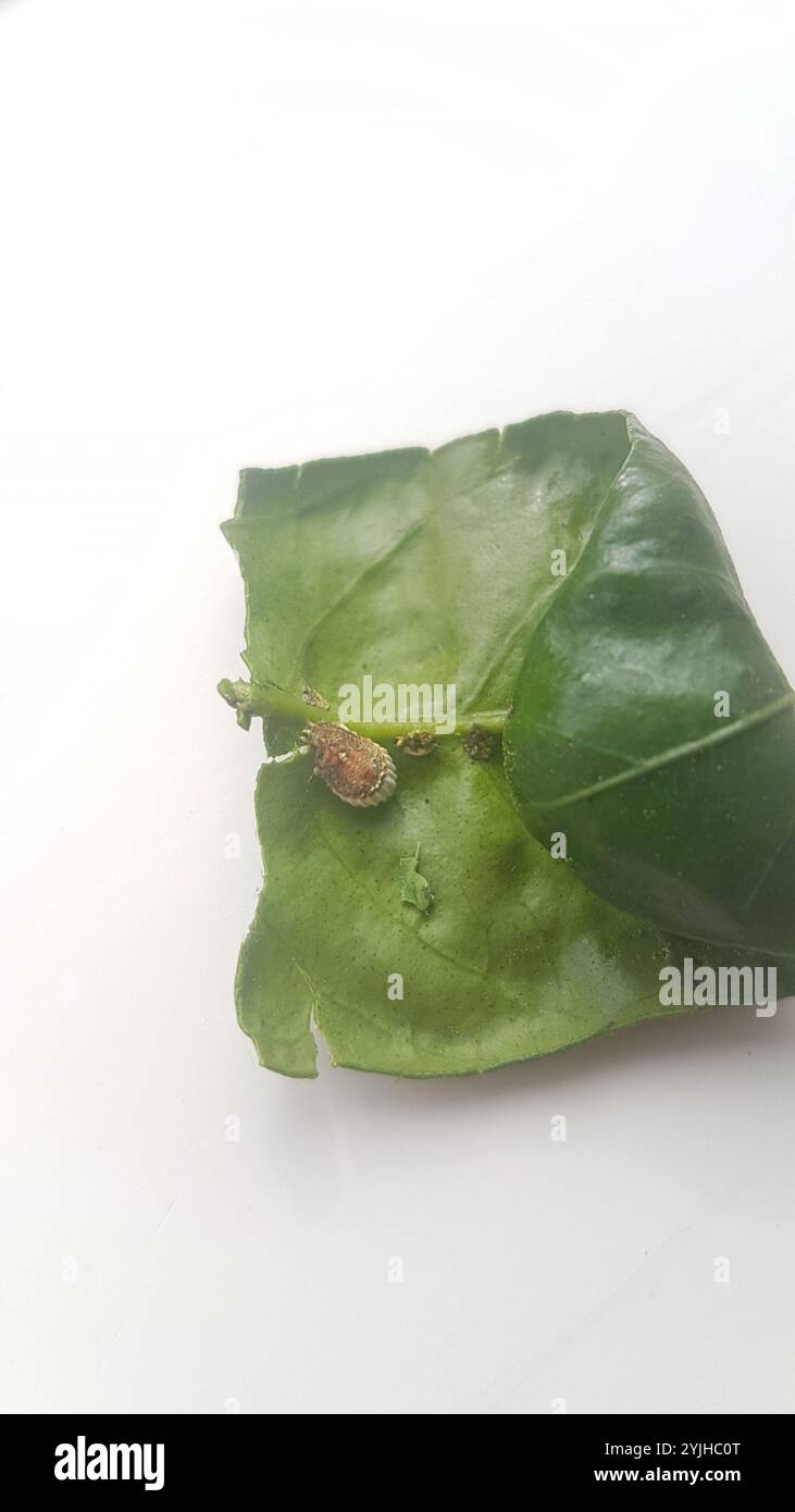 Cottony cushion scale (Icerya purchasi Stock Photo - Alamy