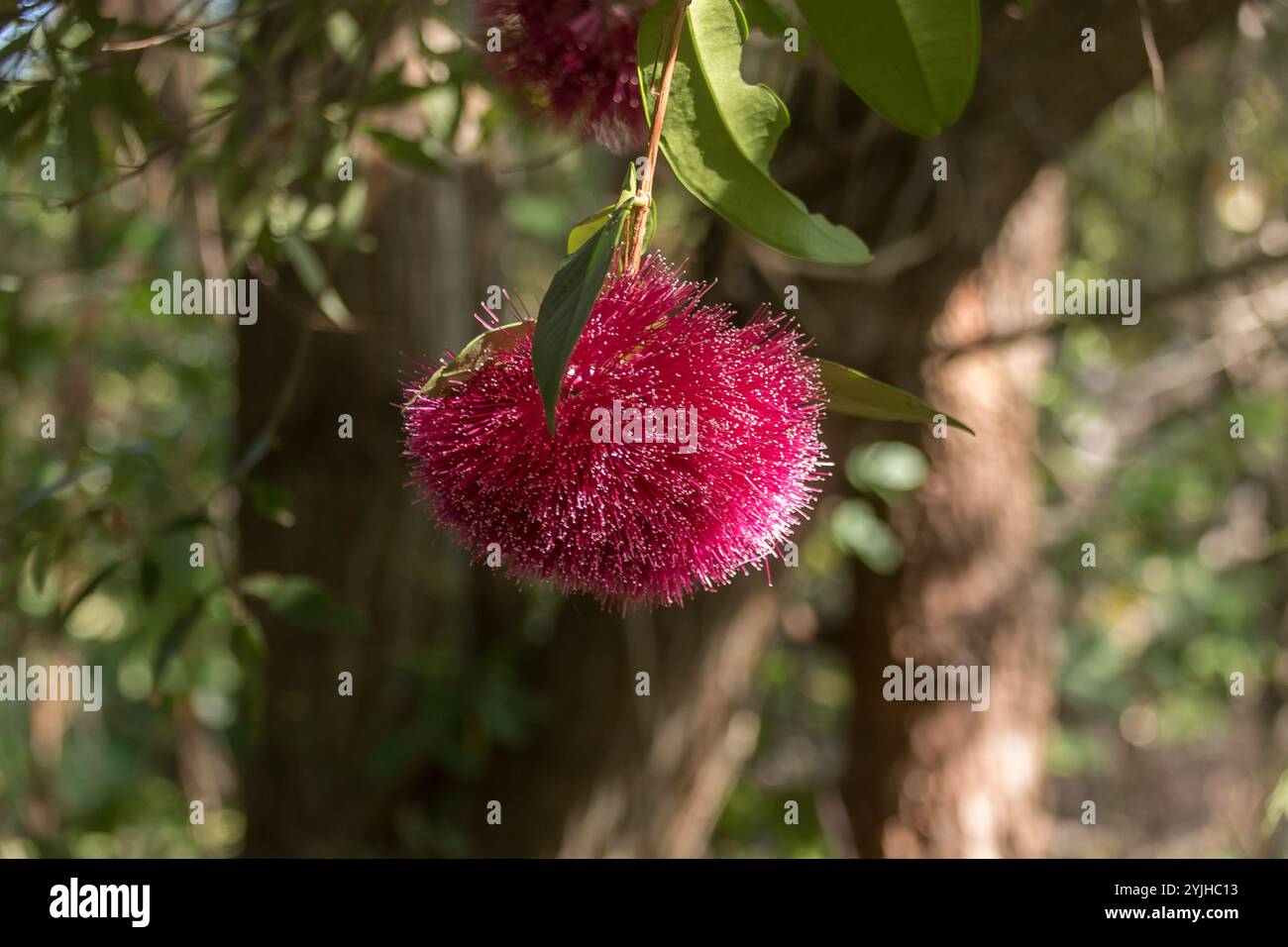 Narrow nessie showy honey myrtle hi-res stock photography and images ...