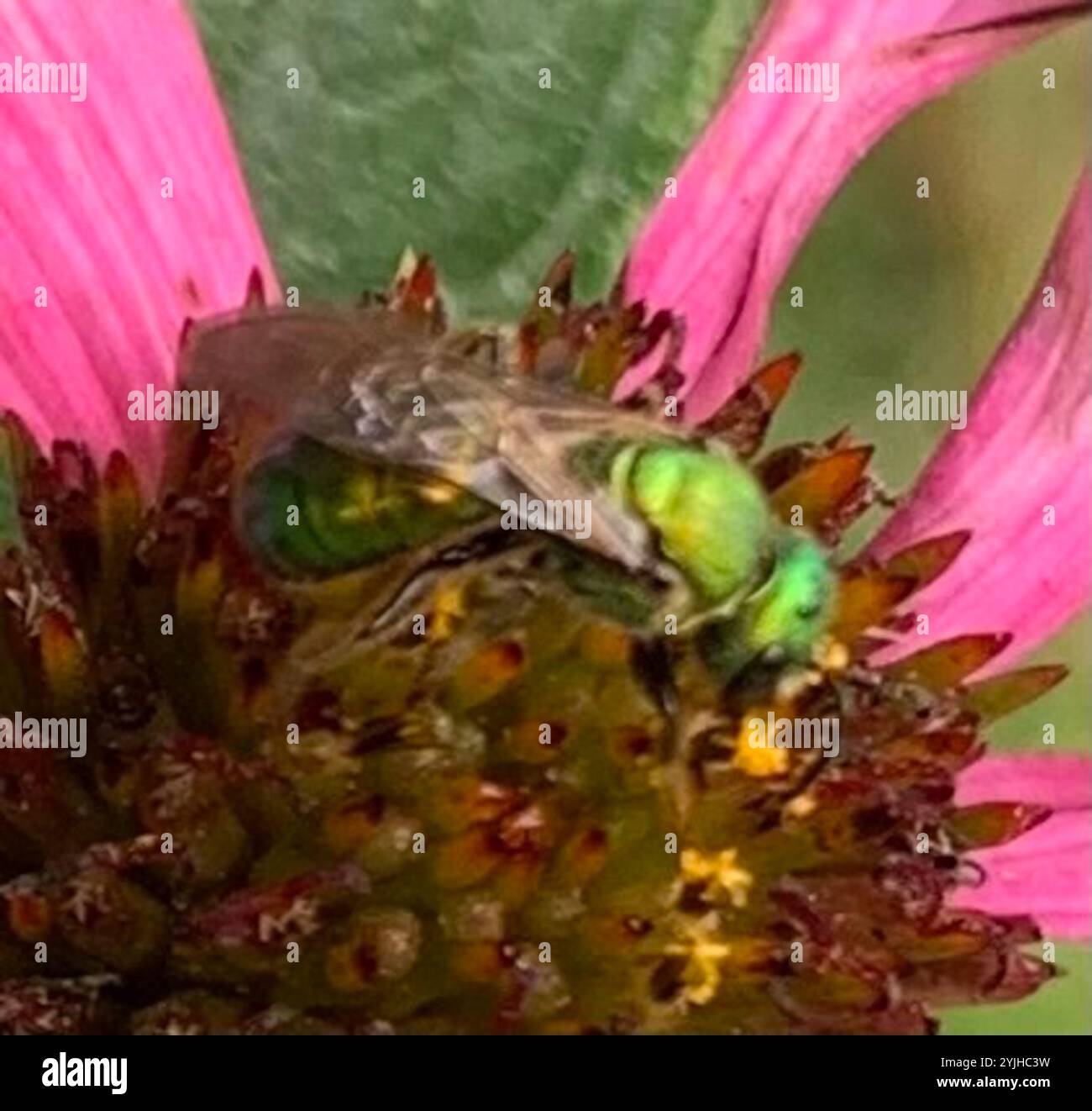 Augochlora sweat bee hi-res stock photography and images - Alamy