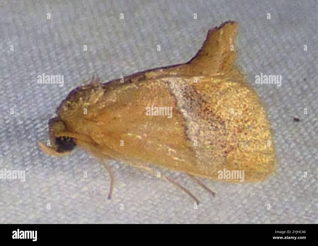 Yellow-shouldered Slug Moth (Lithacodes fasciola Stock Photo - Alamy