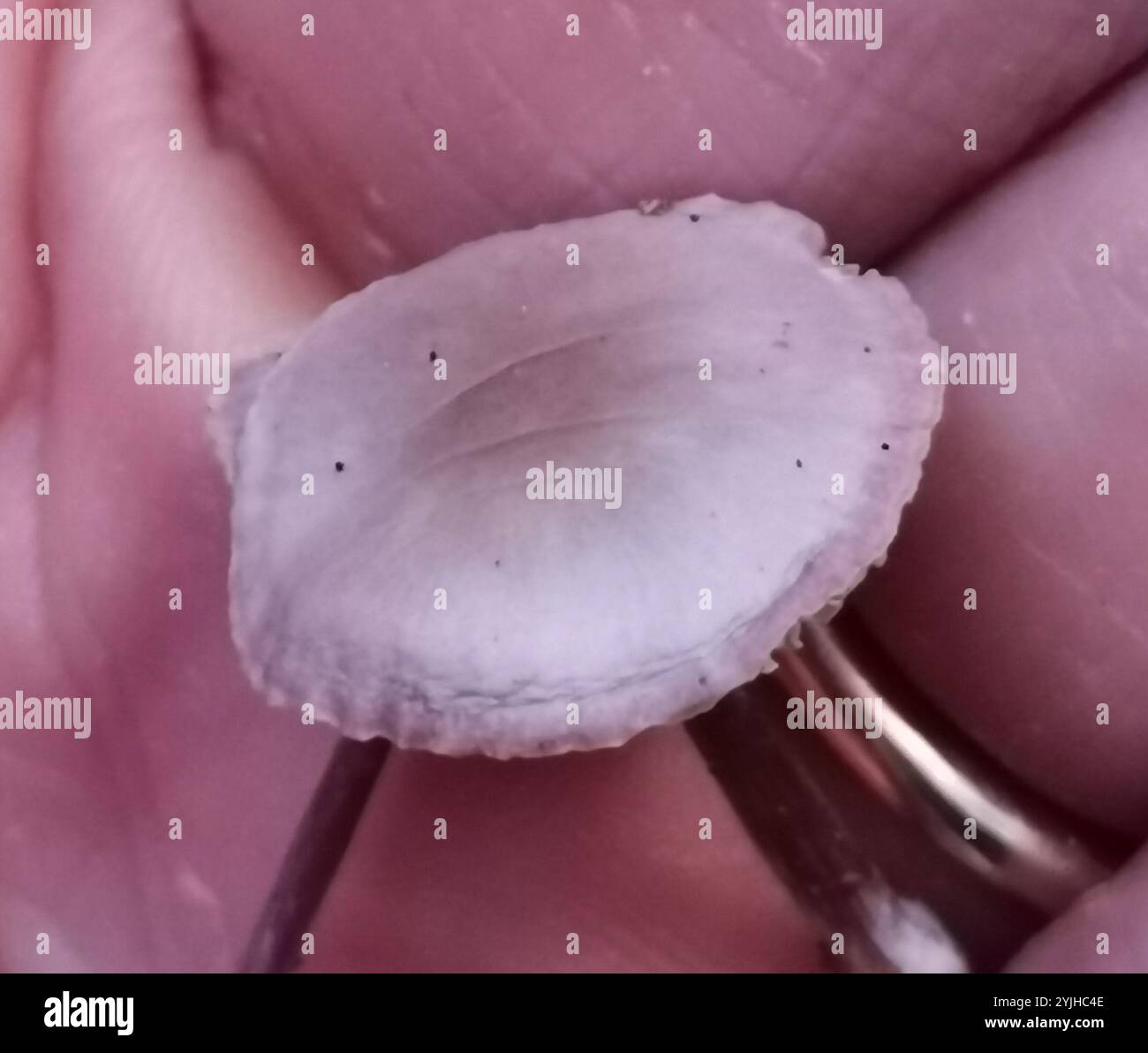 Lilac Bonnet (Mycena pura Stock Photo - Alamy