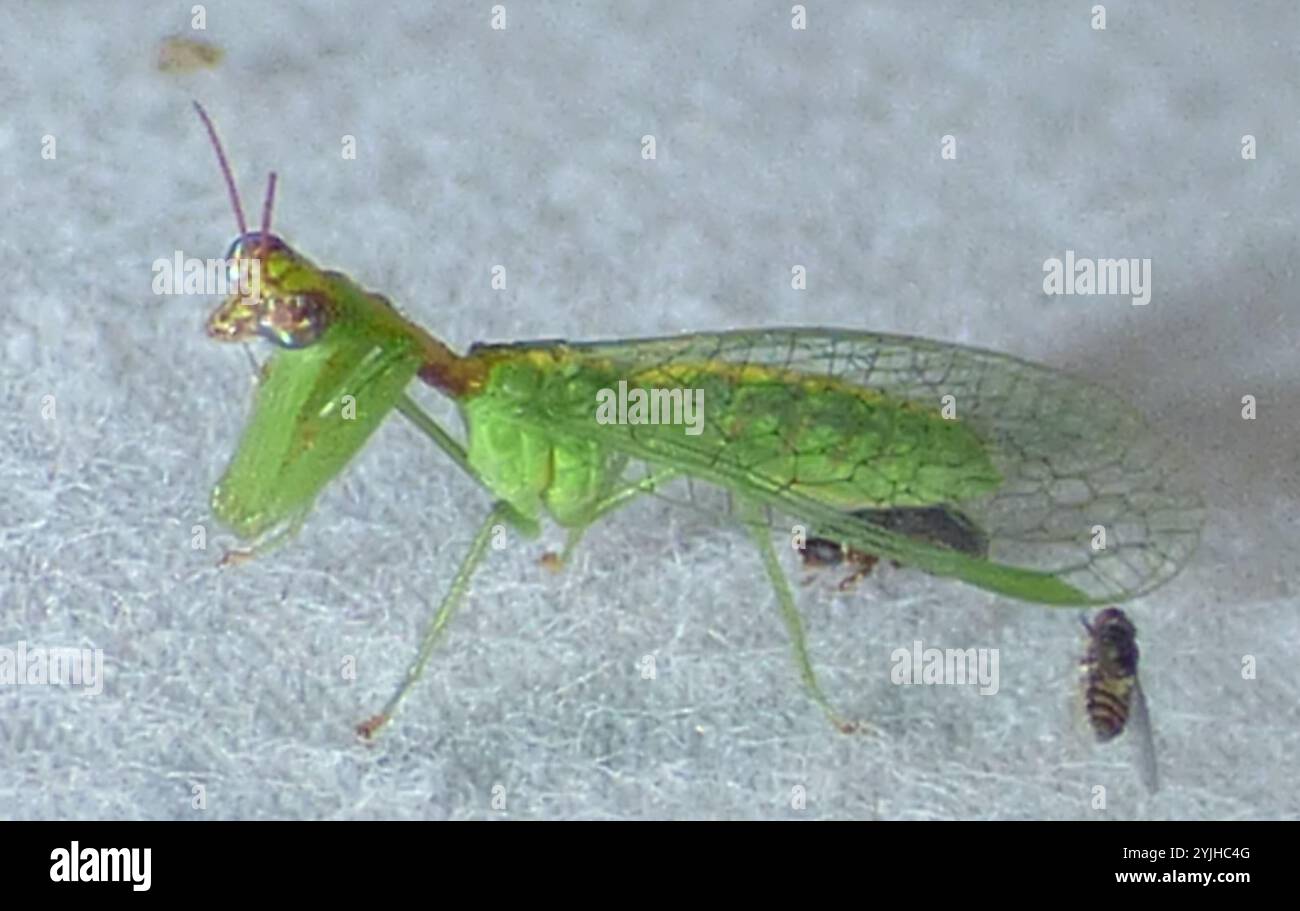 Green mantidfly hi-res stock photography and images - Alamy
