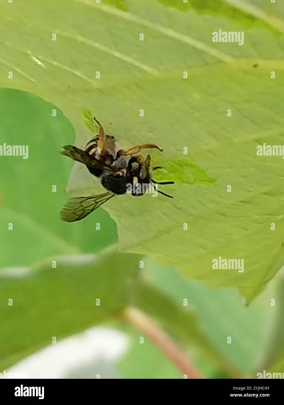 Anthidium oblongatum hi-res stock photography and images - Alamy