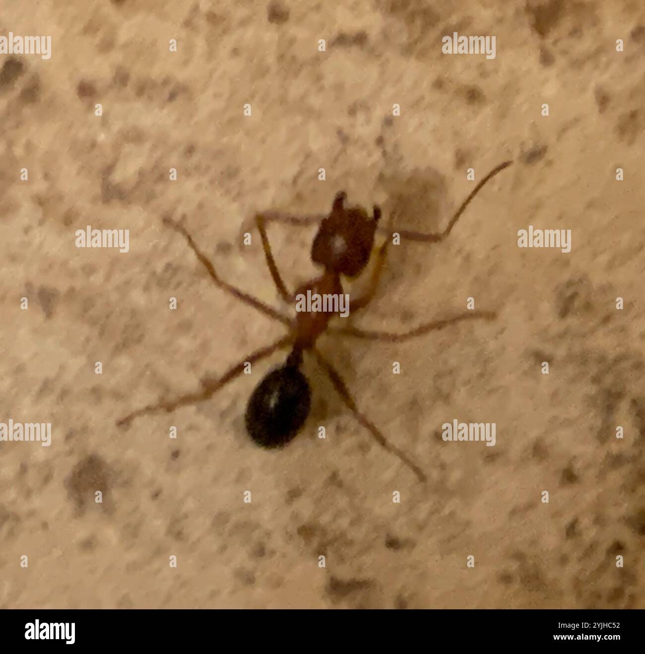 Florida Carpenter Ant (Camponotus floridanus Stock Photo - Alamy