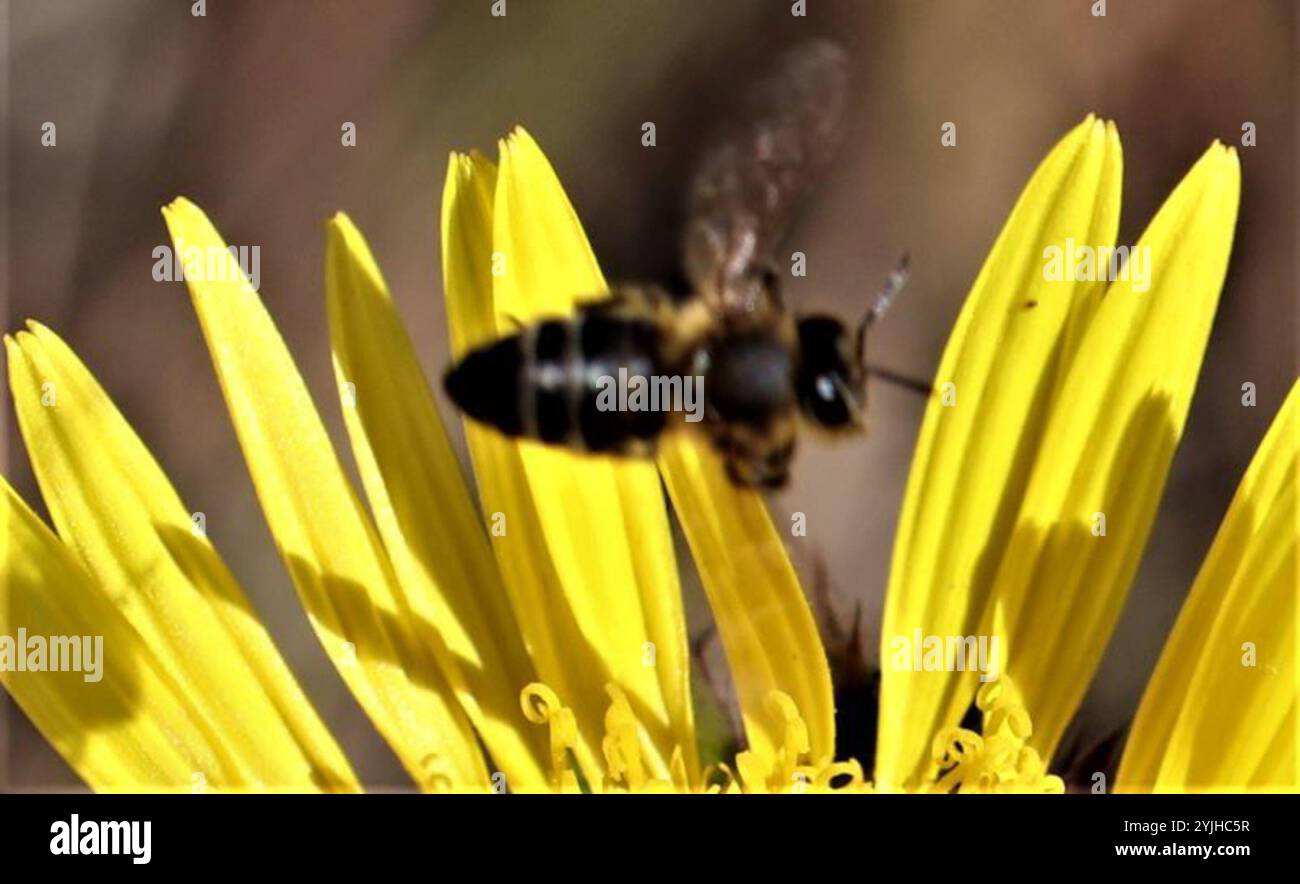 Cape Honey Bee (Apis mellifera capensis Stock Photo - Alamy