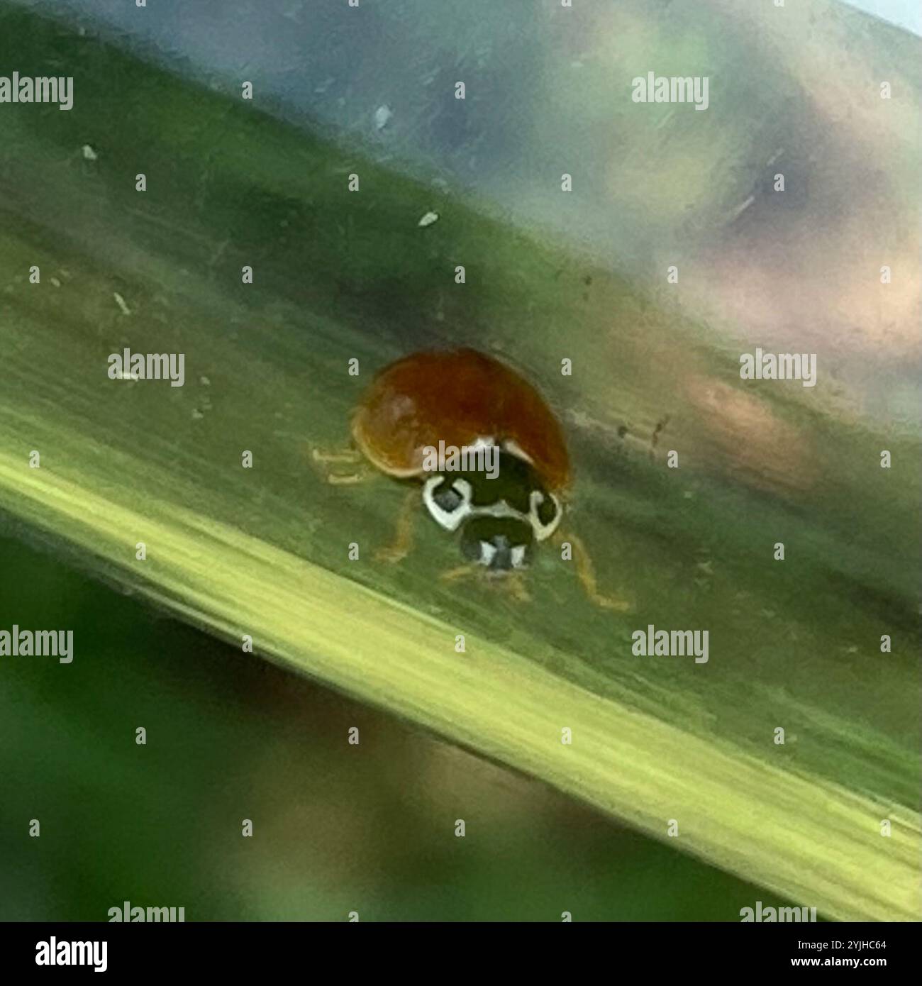 Polished Lady Beetle (Cycloneda munda Stock Photo - Alamy