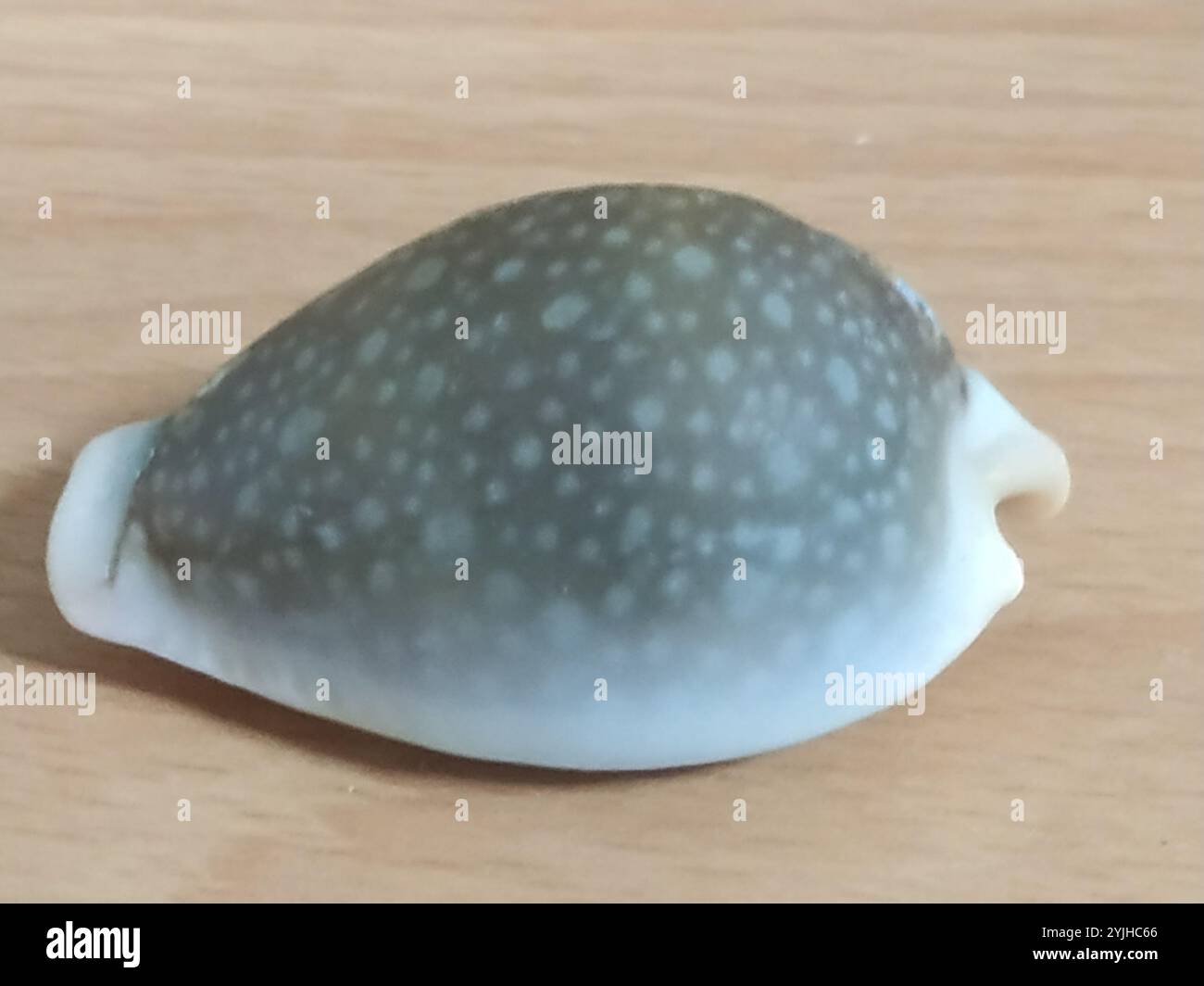 Naria miliaris hi-res stock photography and images - Alamy