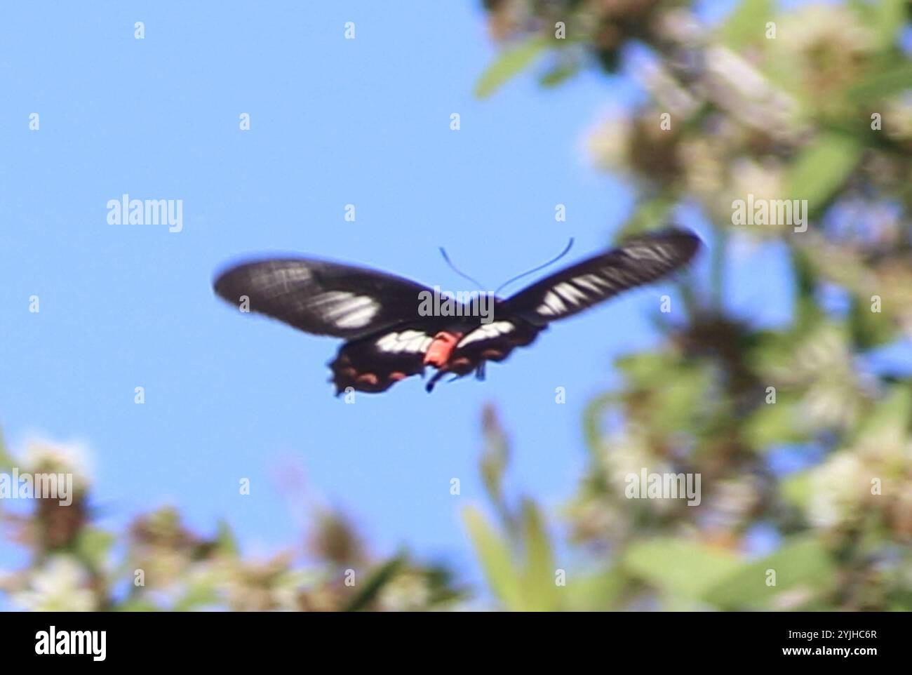 Pachliopta polydorus hi-res stock photography and images - Alamy