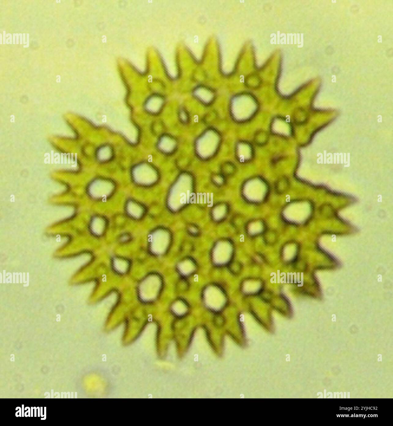 Pediastrum duplex pediastrum duplex hi-res stock photography and images ...