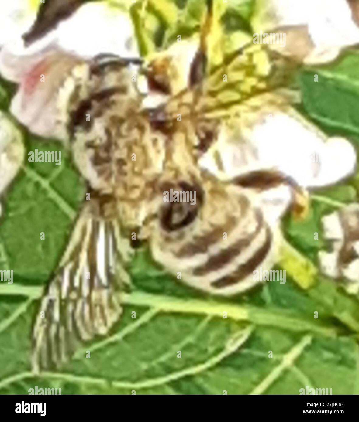 Western Leafcutter Bee (Megachile perihirta Stock Photo - Alamy