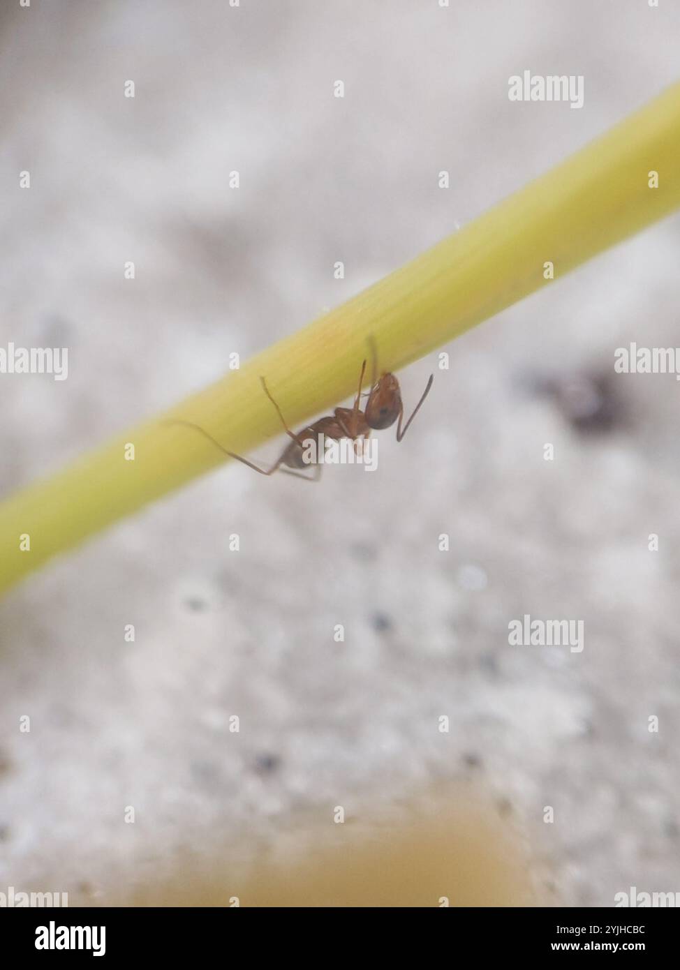 Buren's Pyramid Ant (Dorymyrmex bureni Stock Photo - Alamy