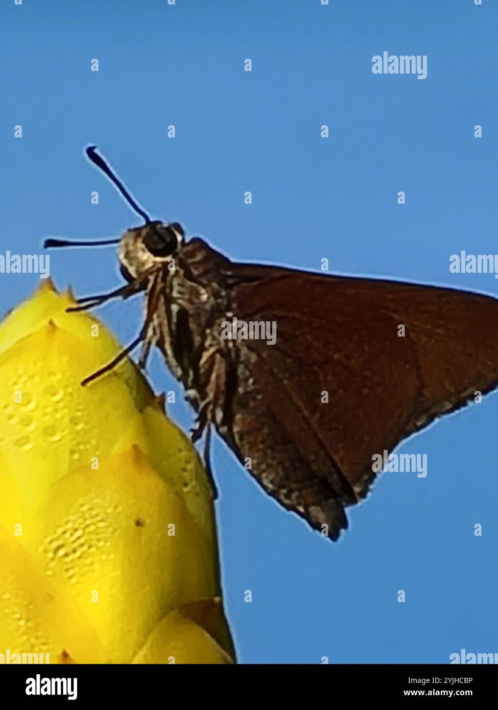 Monk Skipper (Choranthus capucinus Stock Photo - Alamy