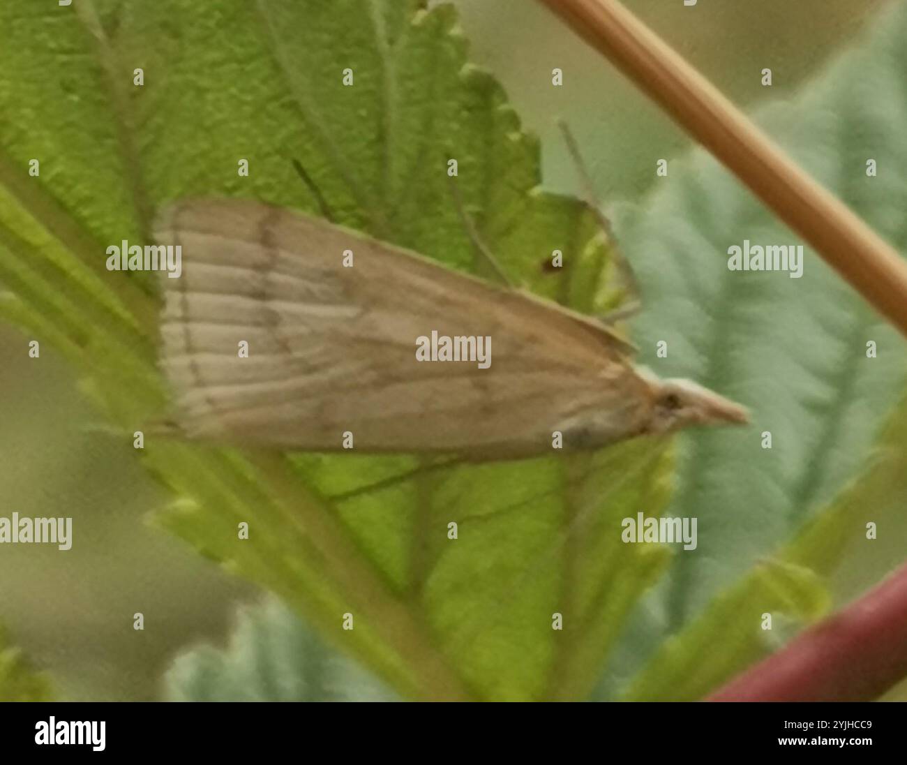 Pale Straw Pearl (Udea lutealis Stock Photo - Alamy