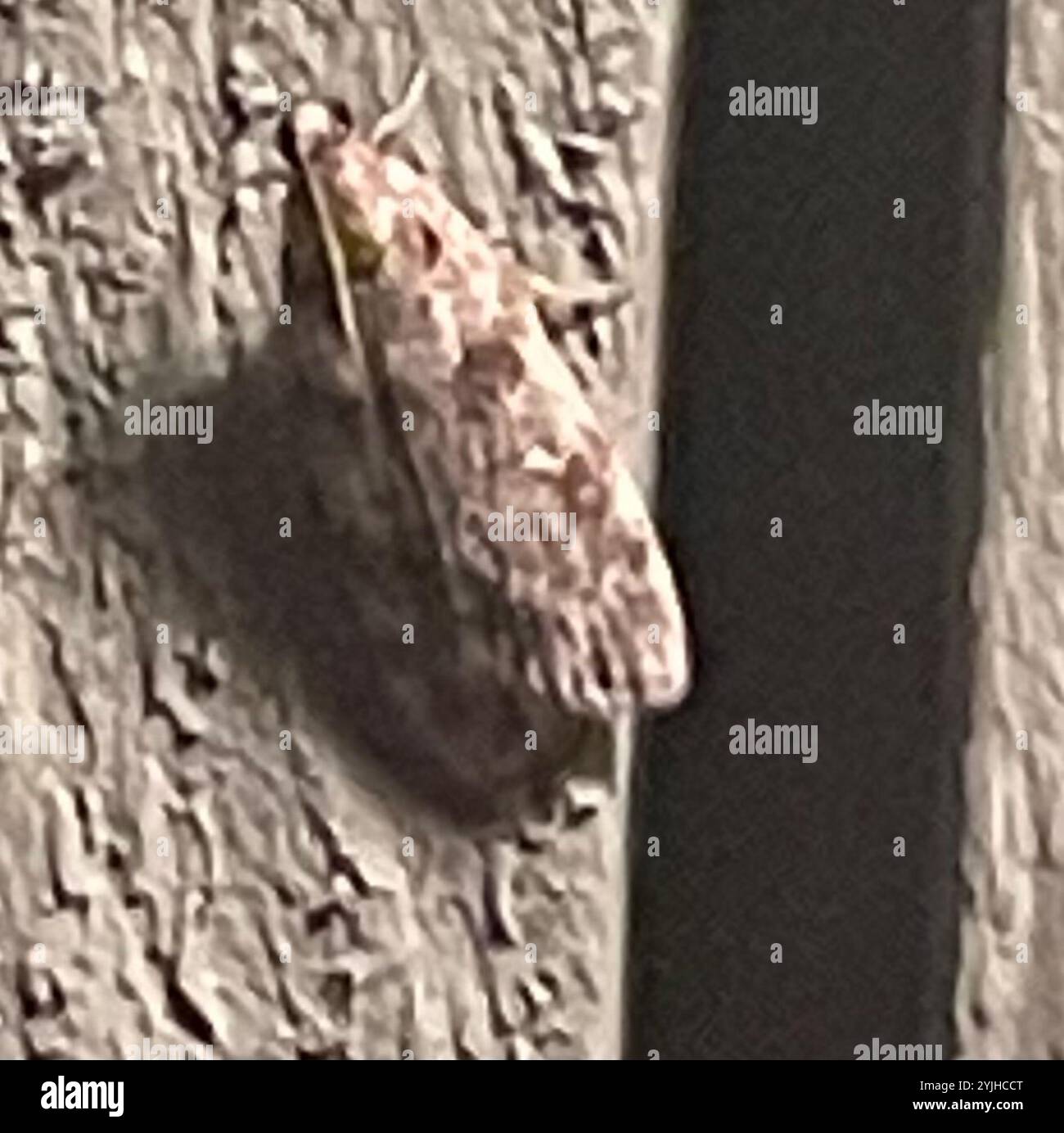 Many-spotted Scoparia Moth (Scoparia basalis Stock Photo - Alamy