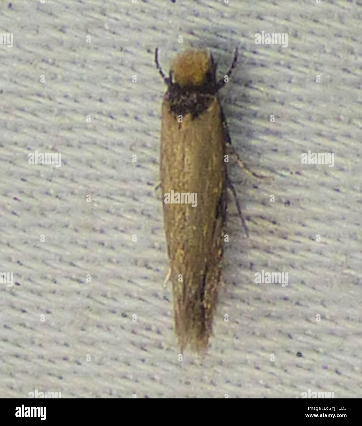 Curved-lined Homostinea Moth (Homostinea curviliniella Stock Photo - Alamy