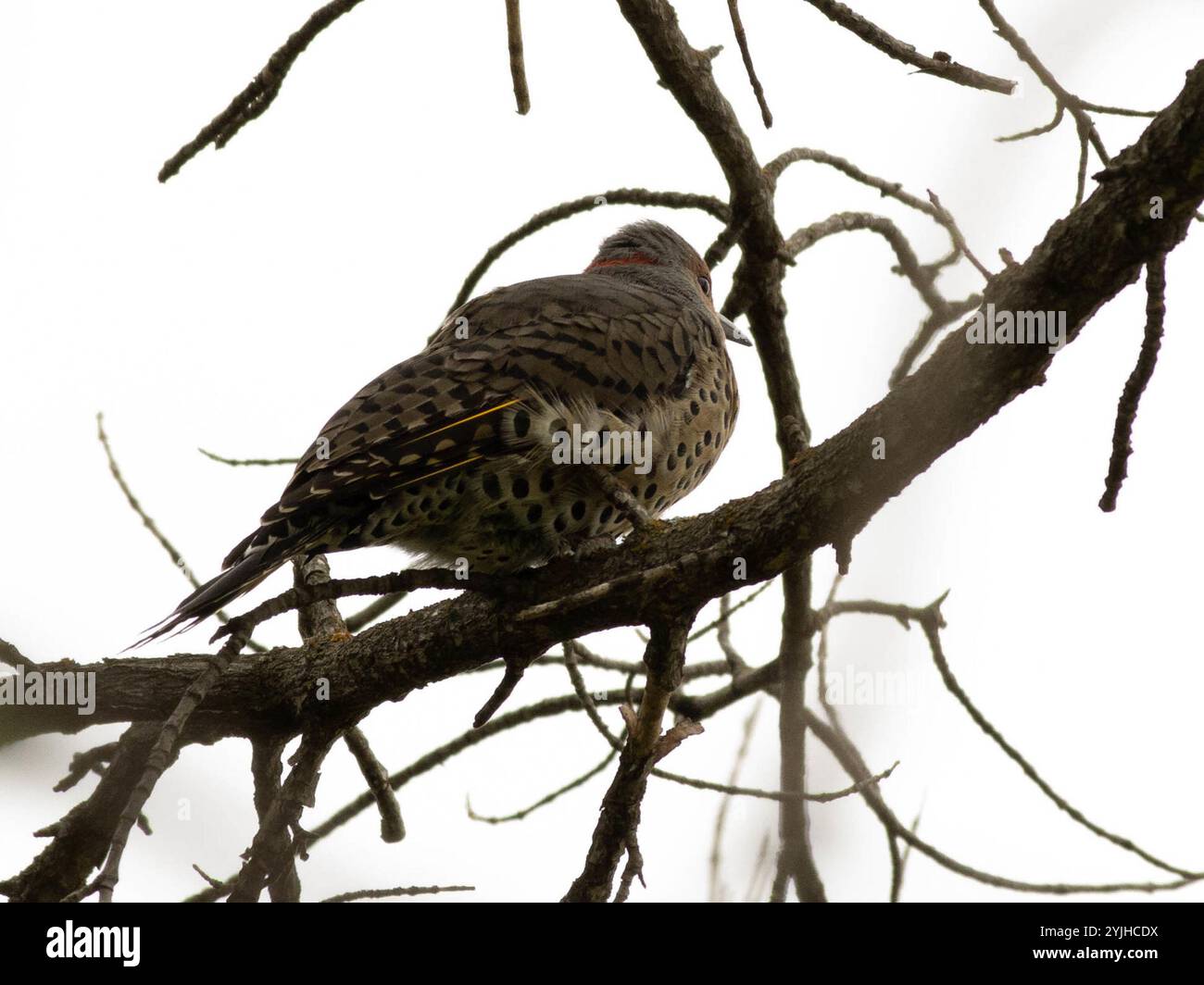 Northern Flicker (Colaptes auratus Stock Photo - Alamy