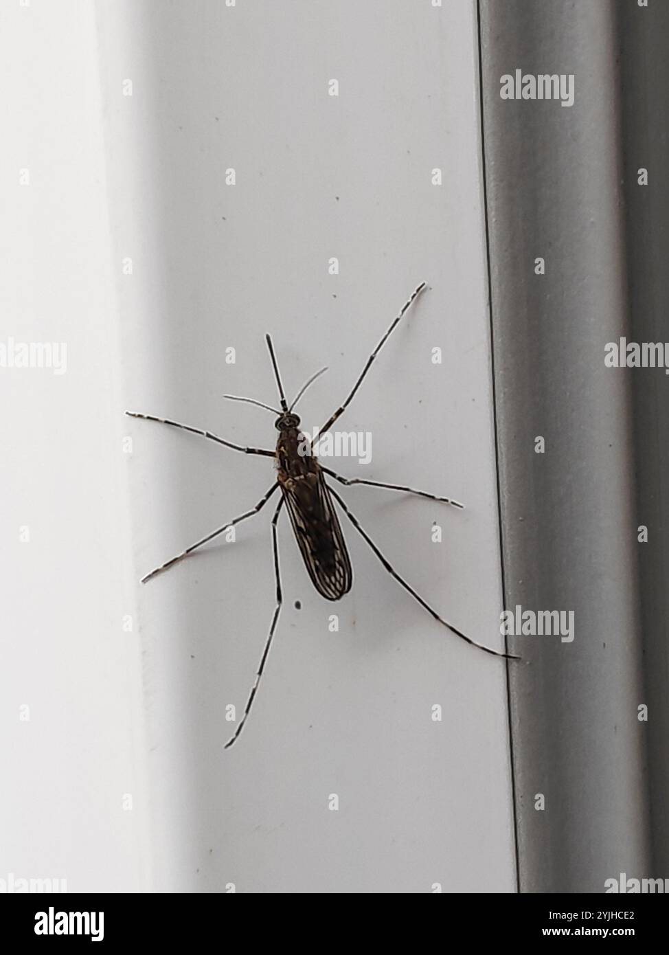 Banded house mosquito (Culiseta annulata Stock Photo - Alamy