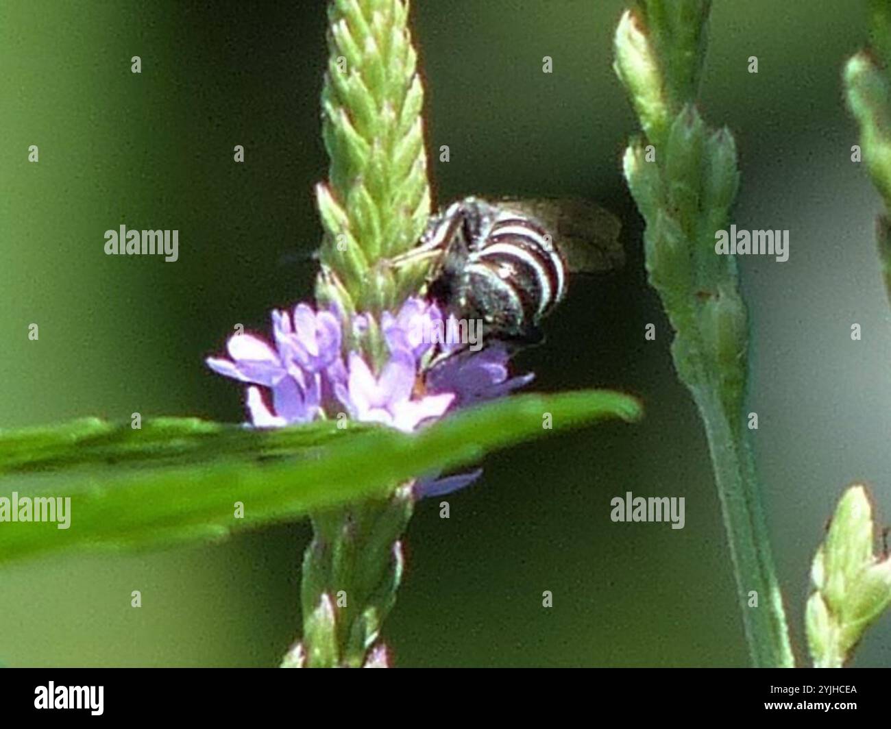 Armored-Resin bees (Heriades Stock Photo - Alamy