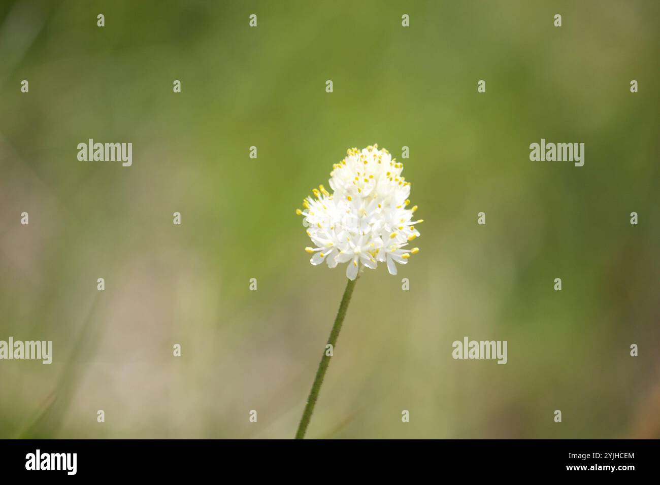 western false asphodel (Triantha occidentalis Stock Photo - Alamy