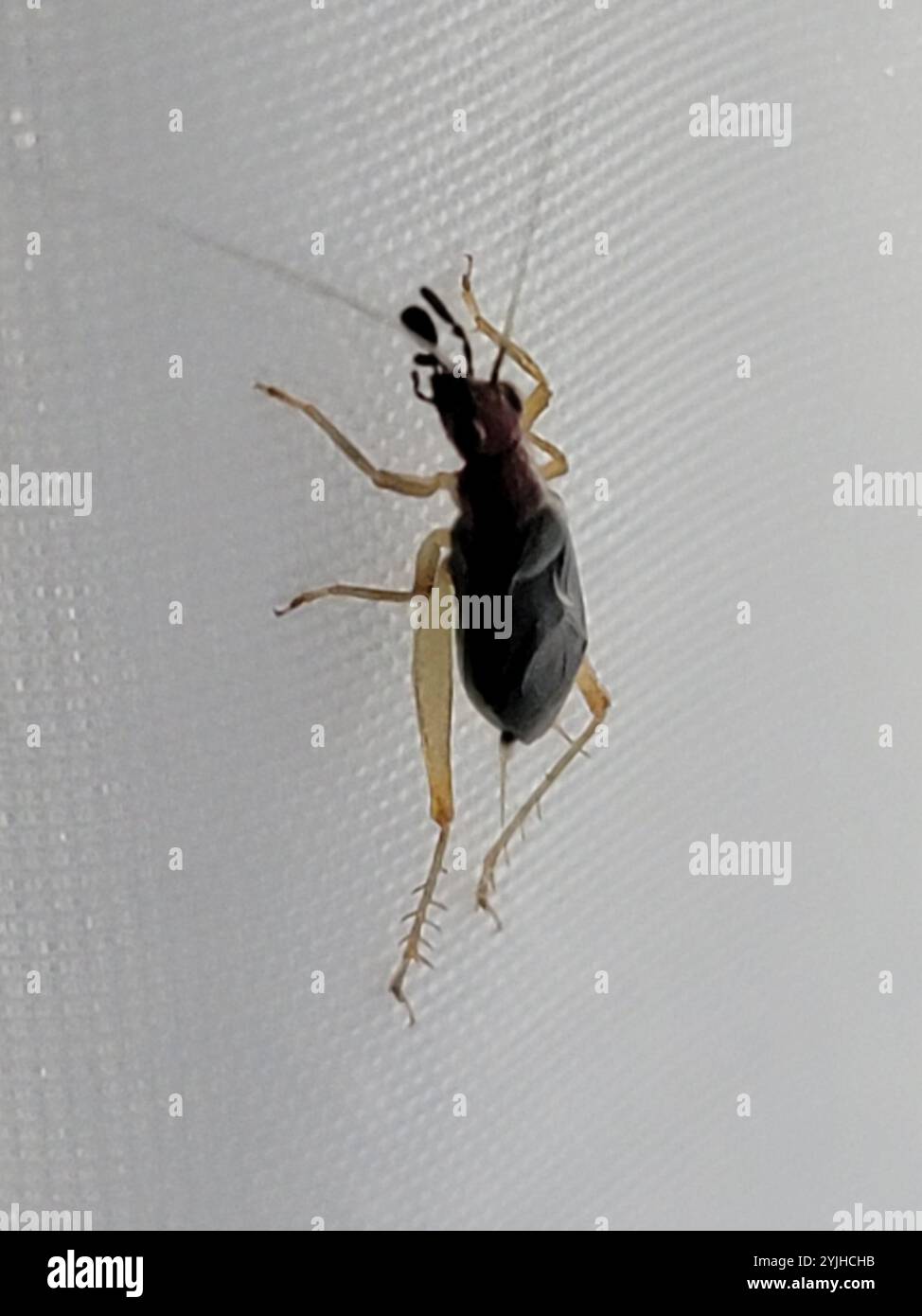 Red headed bush cricket hi-res stock photography and images - Alamy