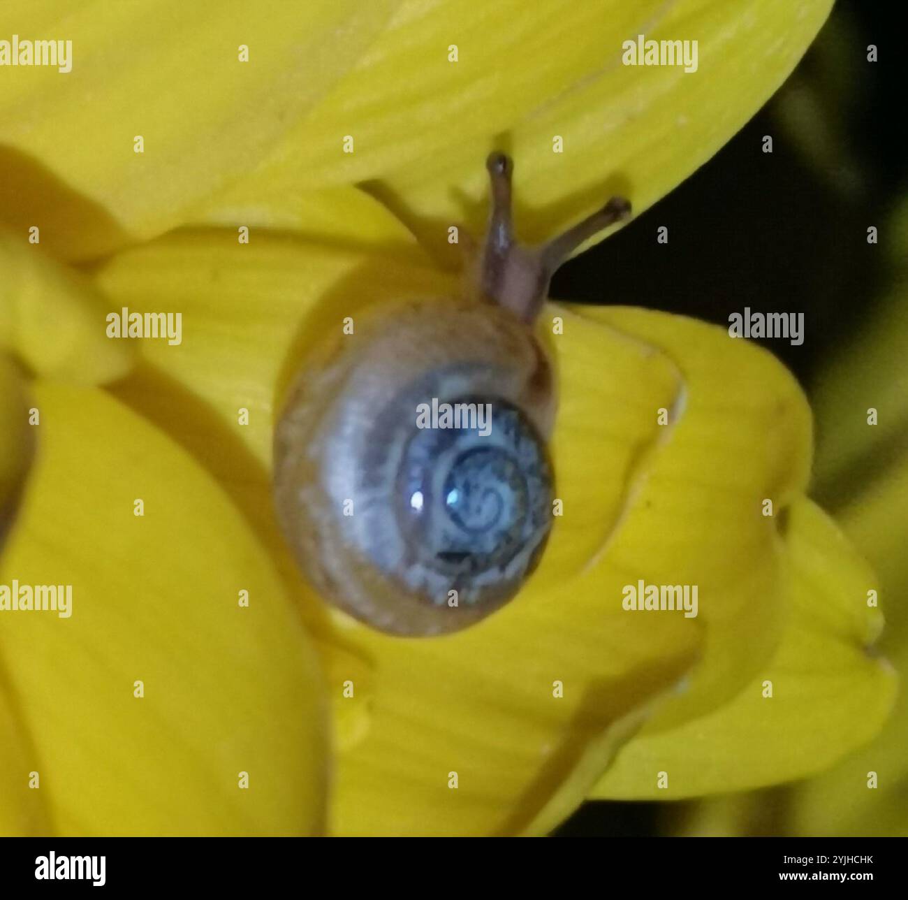 Bush snail (Fruticicola fruticum Stock Photo - Alamy